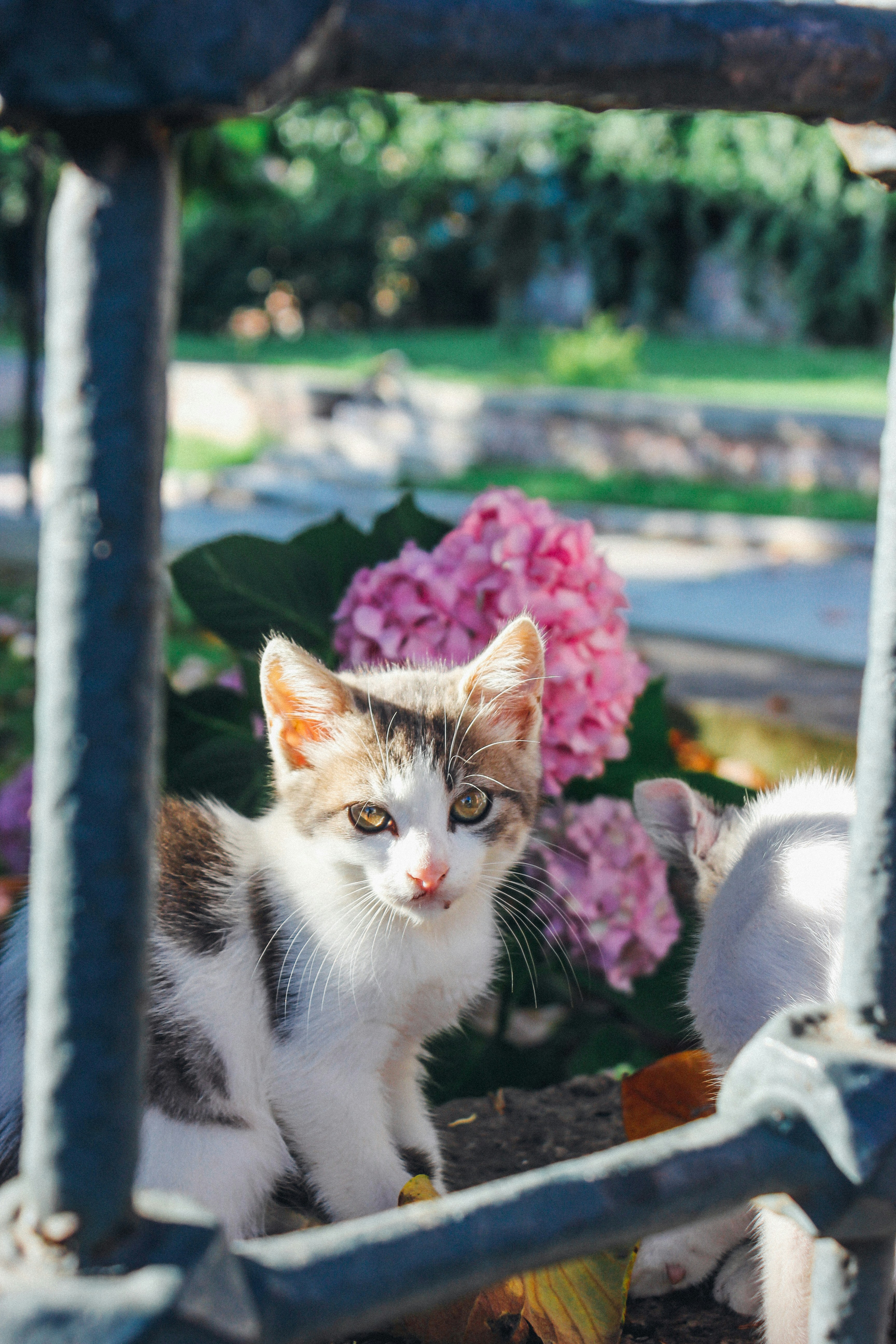 Between Bars: A Curious Kitten in a Hydrangea Moment