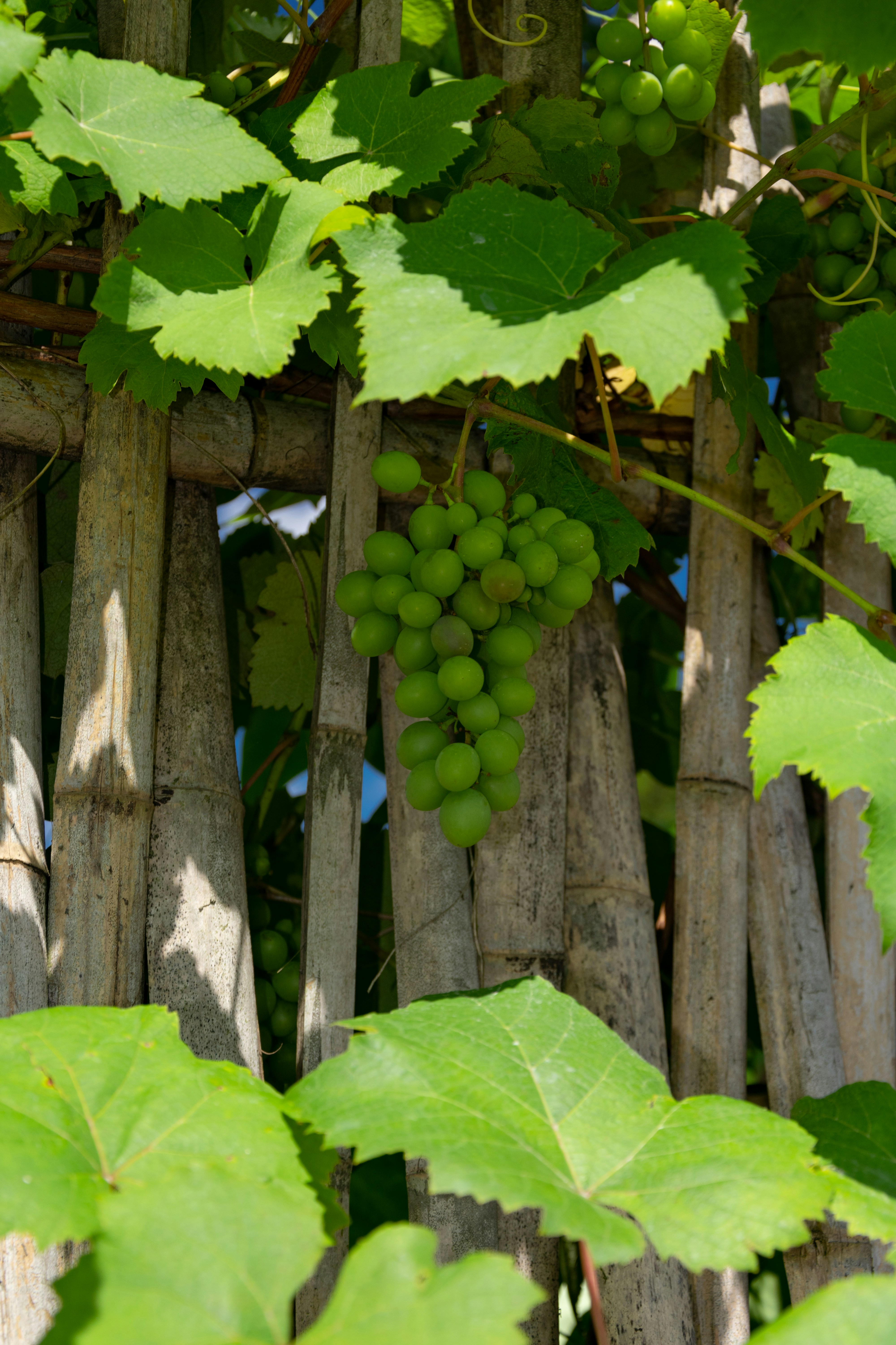 green grapes on brown wooden fence