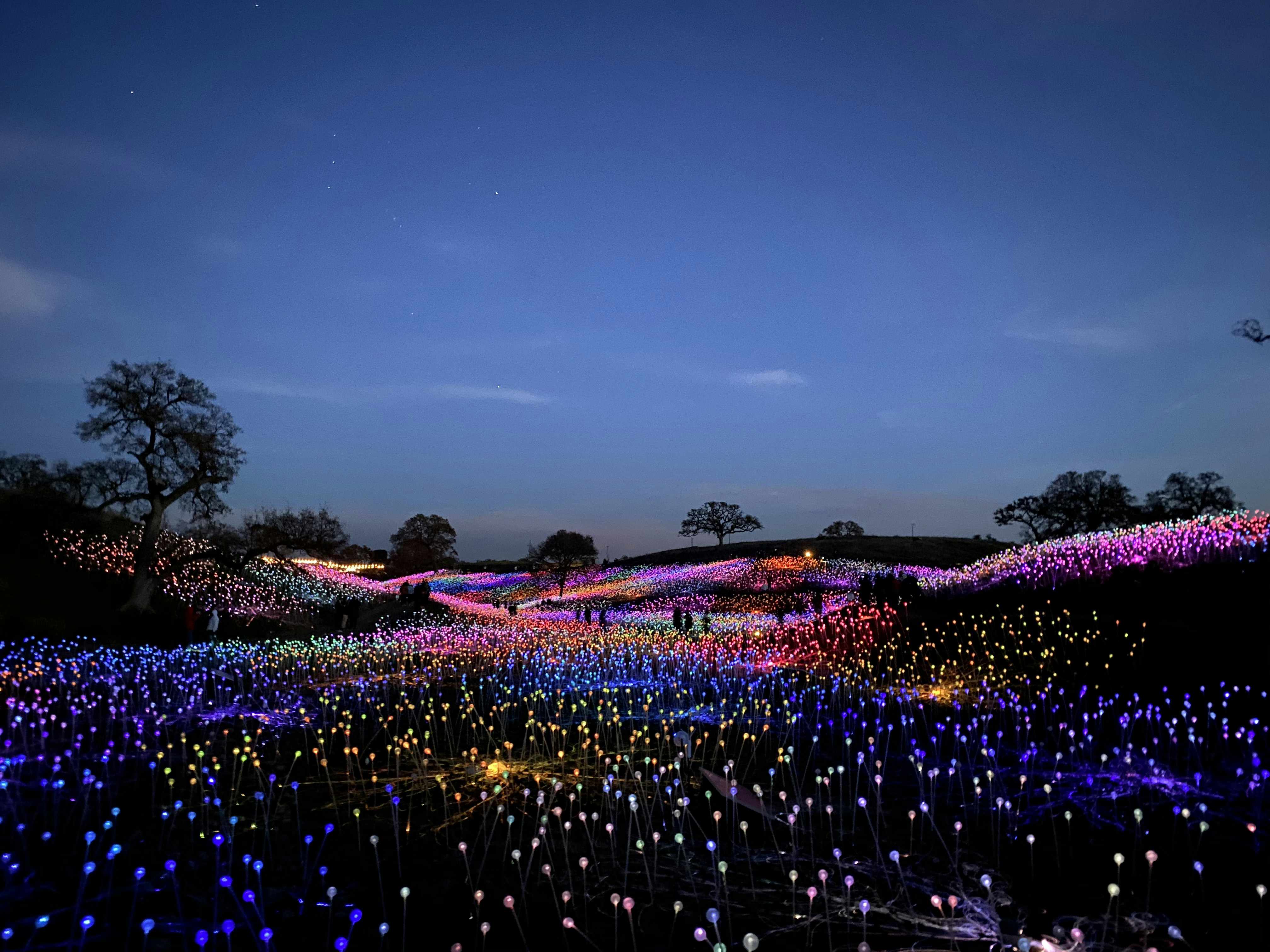 Flower Field At Night