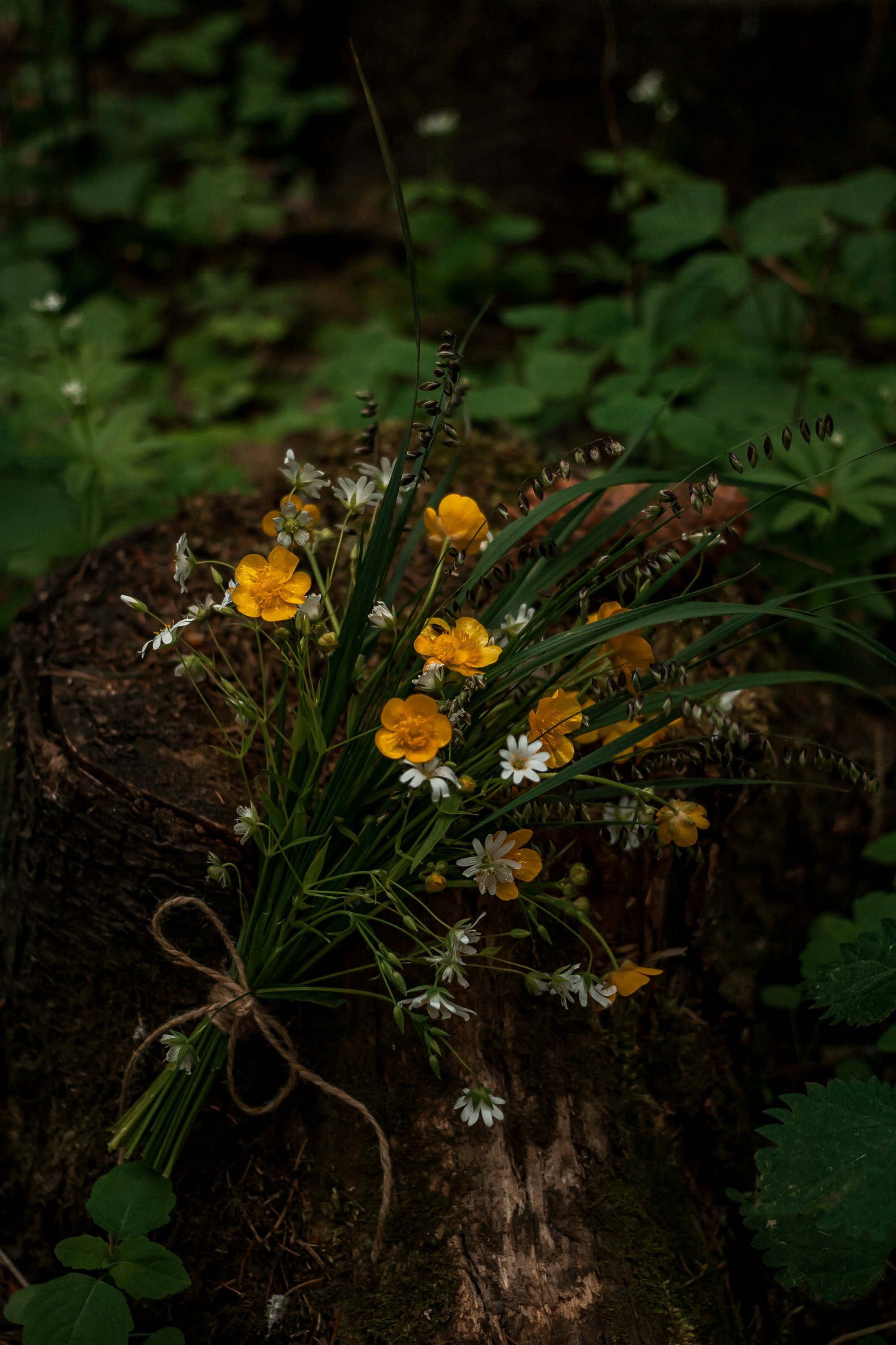yellow flowers with green leaves