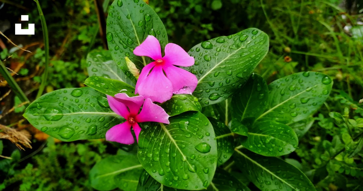Foto Flor Rosada Con Hojas Verdes Imagen Florecer Gratis En Unsplash