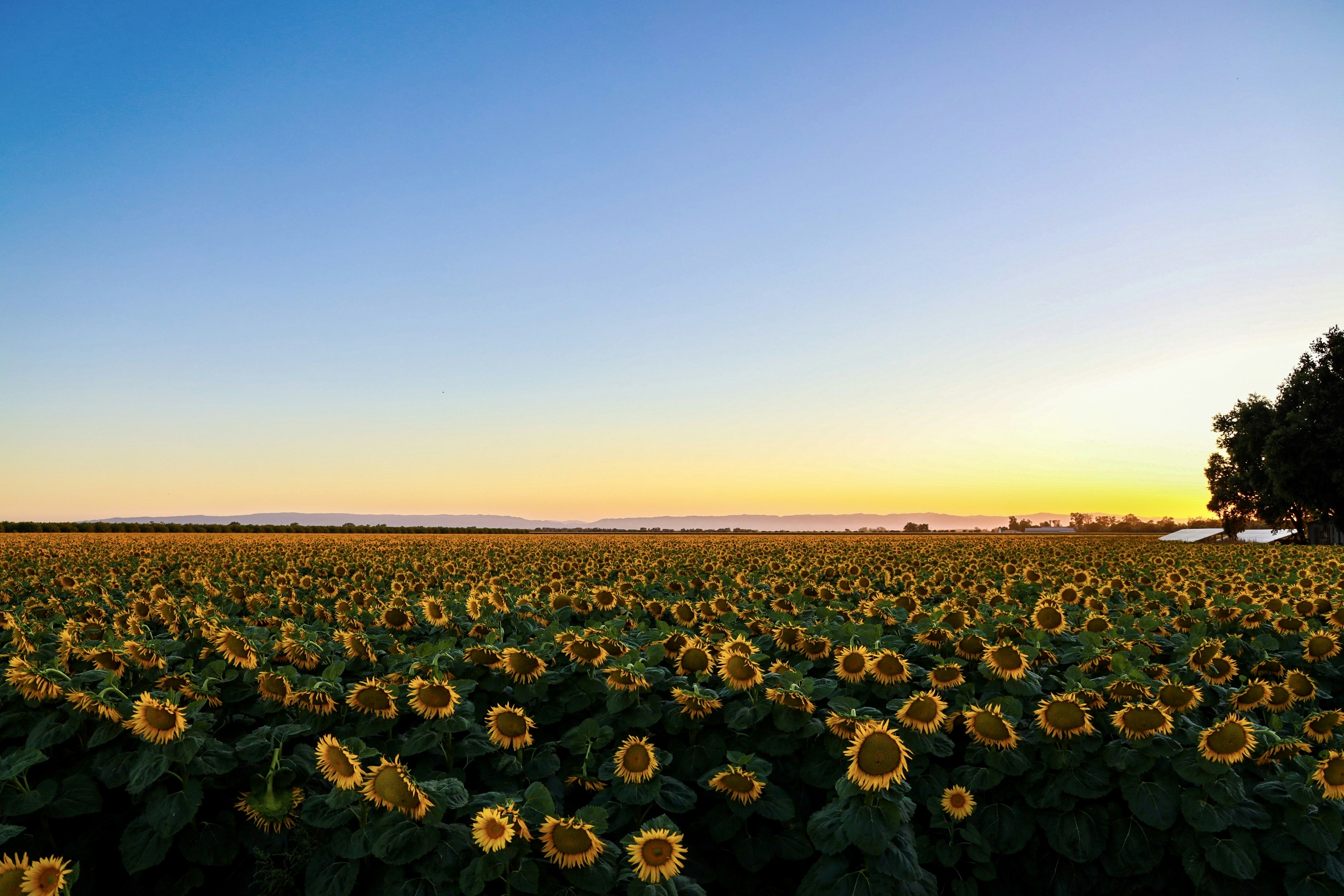 Vast field of sunflowers stretching towards a vibrant sunset, creating a harmonious blend of nature and light.