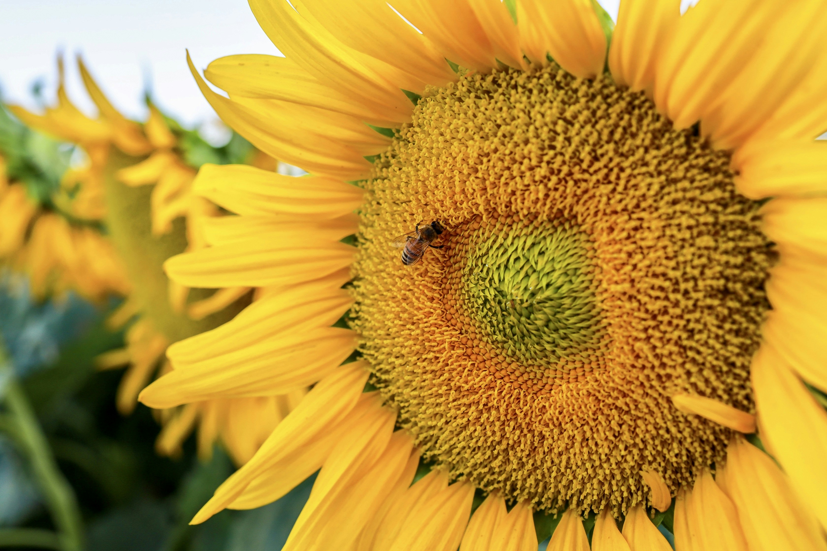 Close-up of a sunflower's vibrant center with a bee collecting pollen, showcasing the intricate details of nature's design.