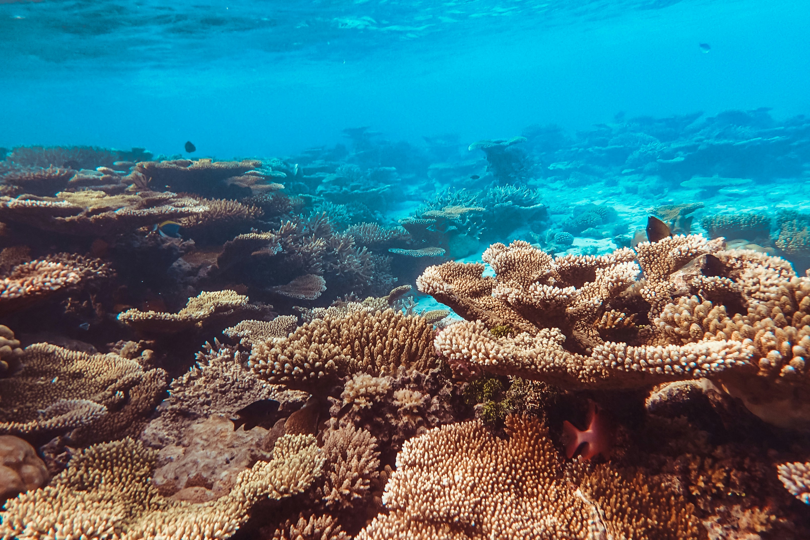 Colorful coral reef teeming with marine life under clear blue water.