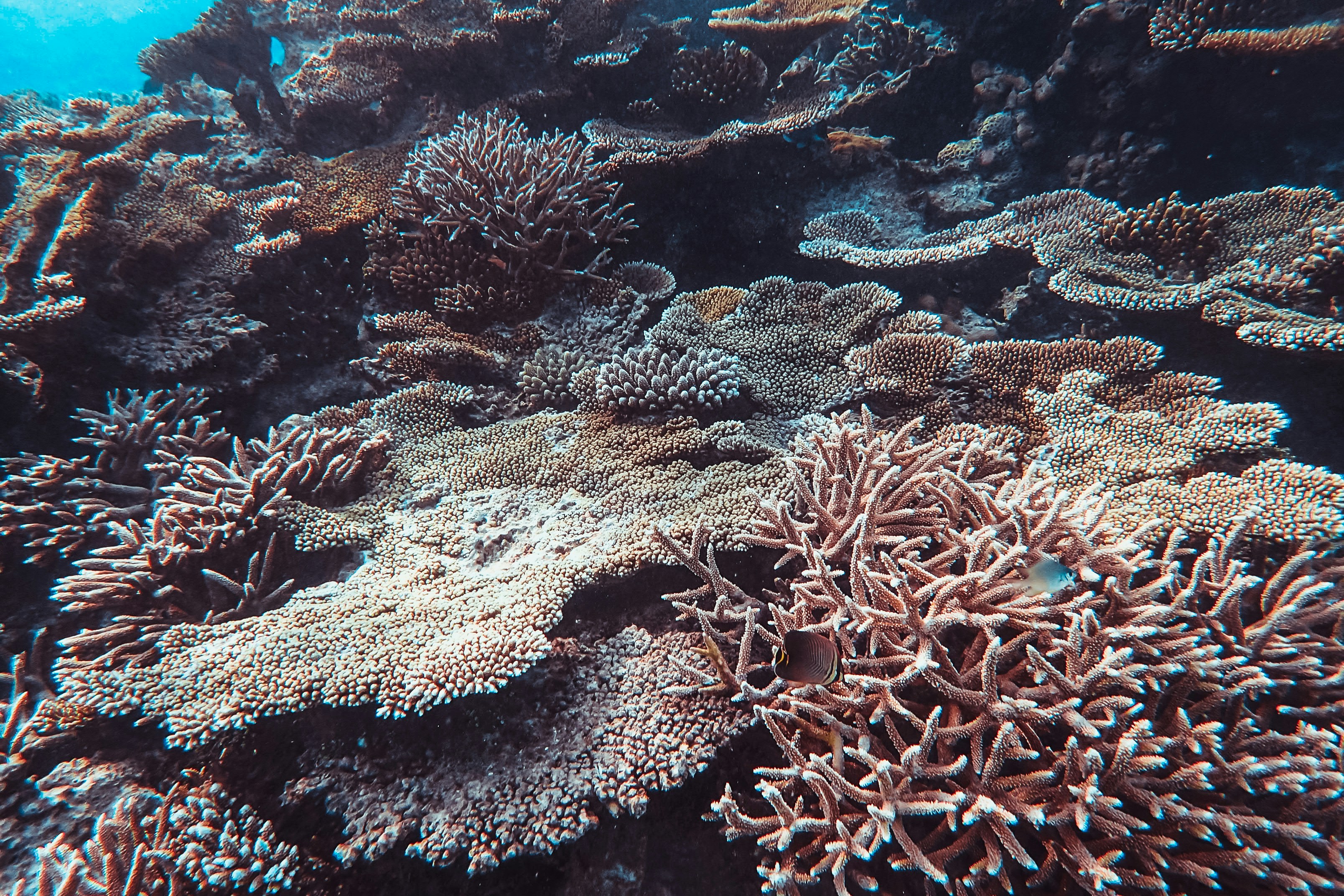 Diverse coral formations thriving underwater with a fish swimming through.
