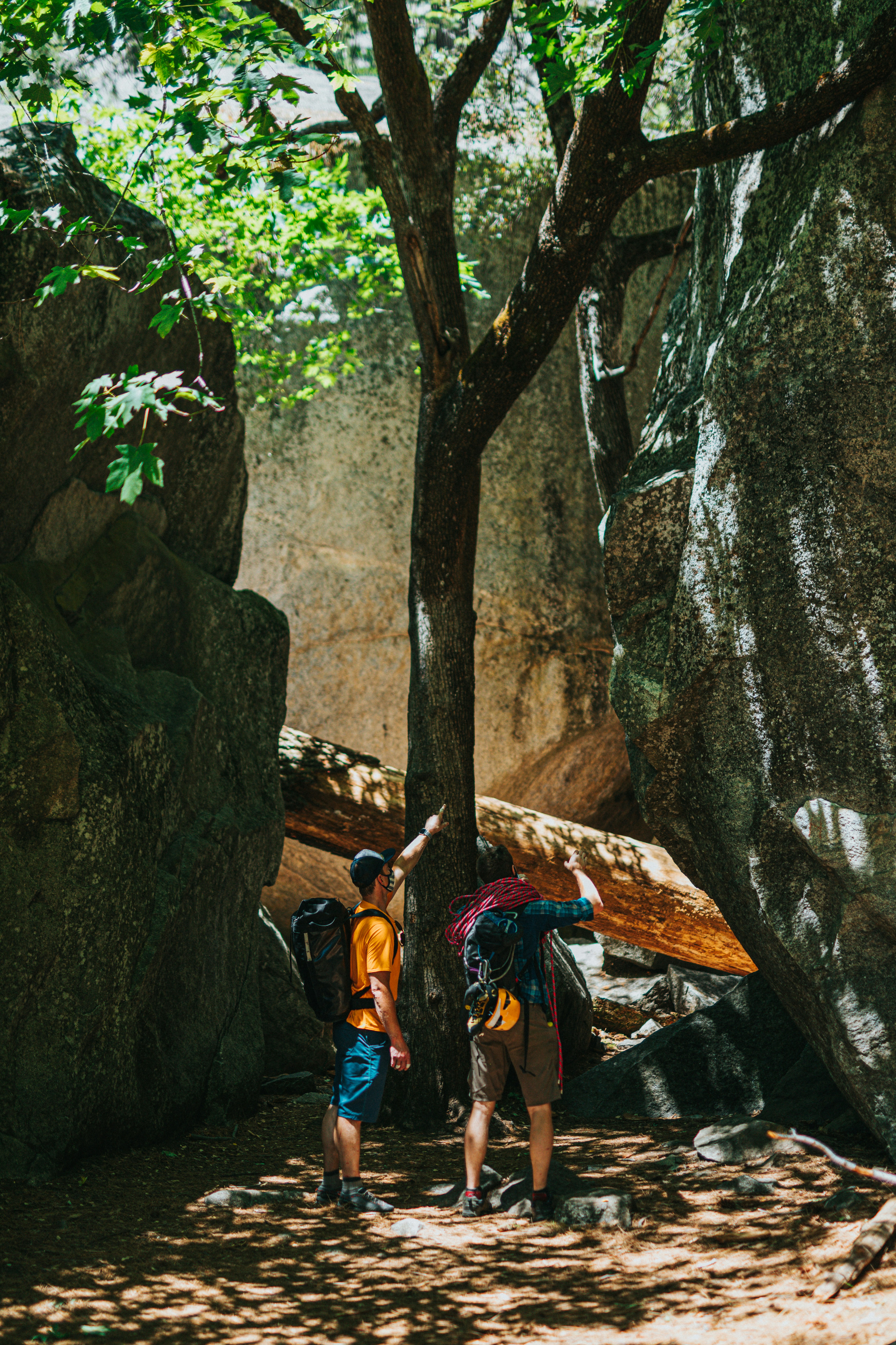 Between Giants: Two Hikers Pause at a Sunlit Canyon Tree