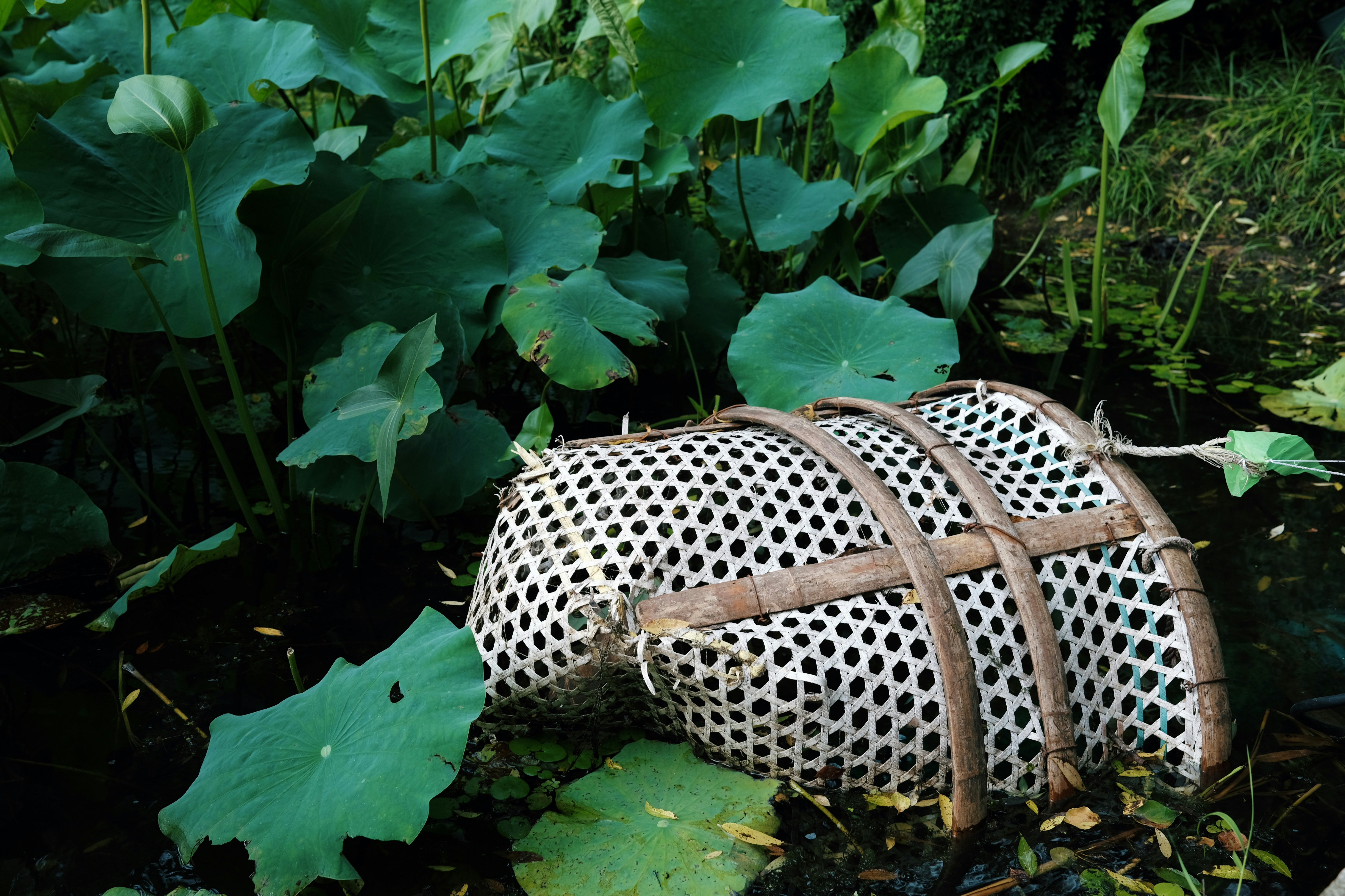 white and black polka dot basket on green grass