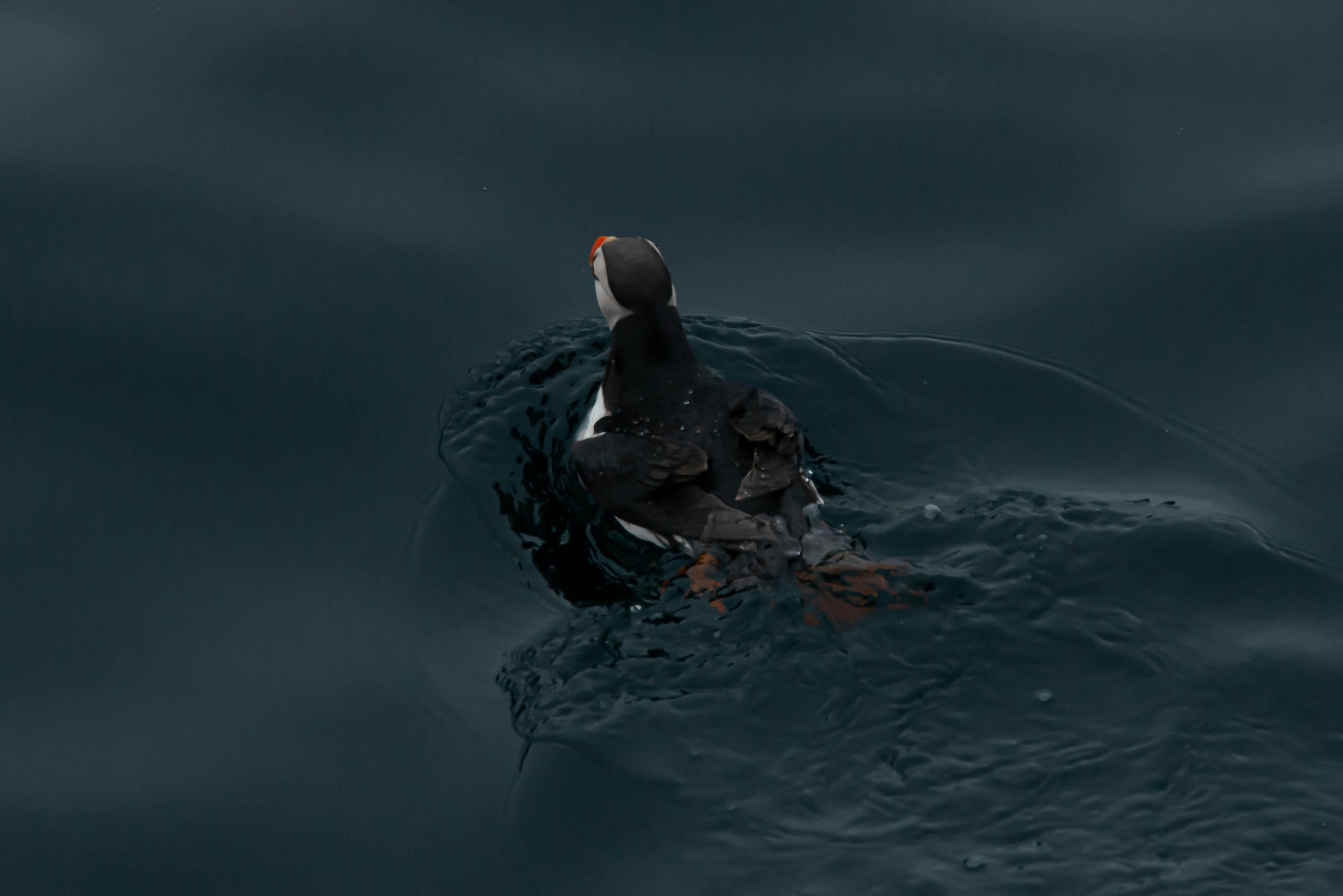 Puffin swimming gracefully in dark ocean waters, showcasing its distinctive beak and plumage. The tranquil scene captures the essence of marine wildlife.