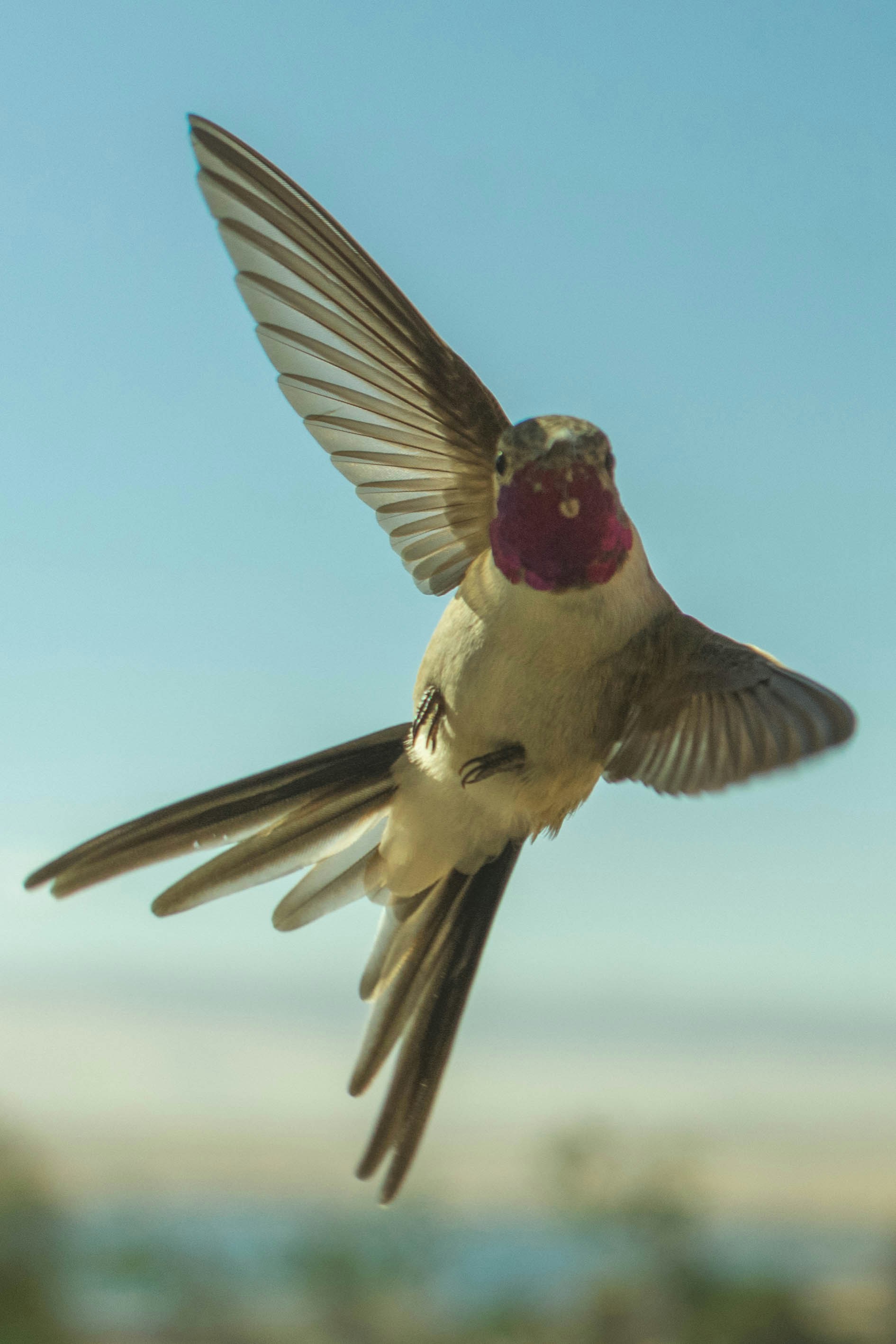 Hummingbird in mid- hover against a pale blue sky