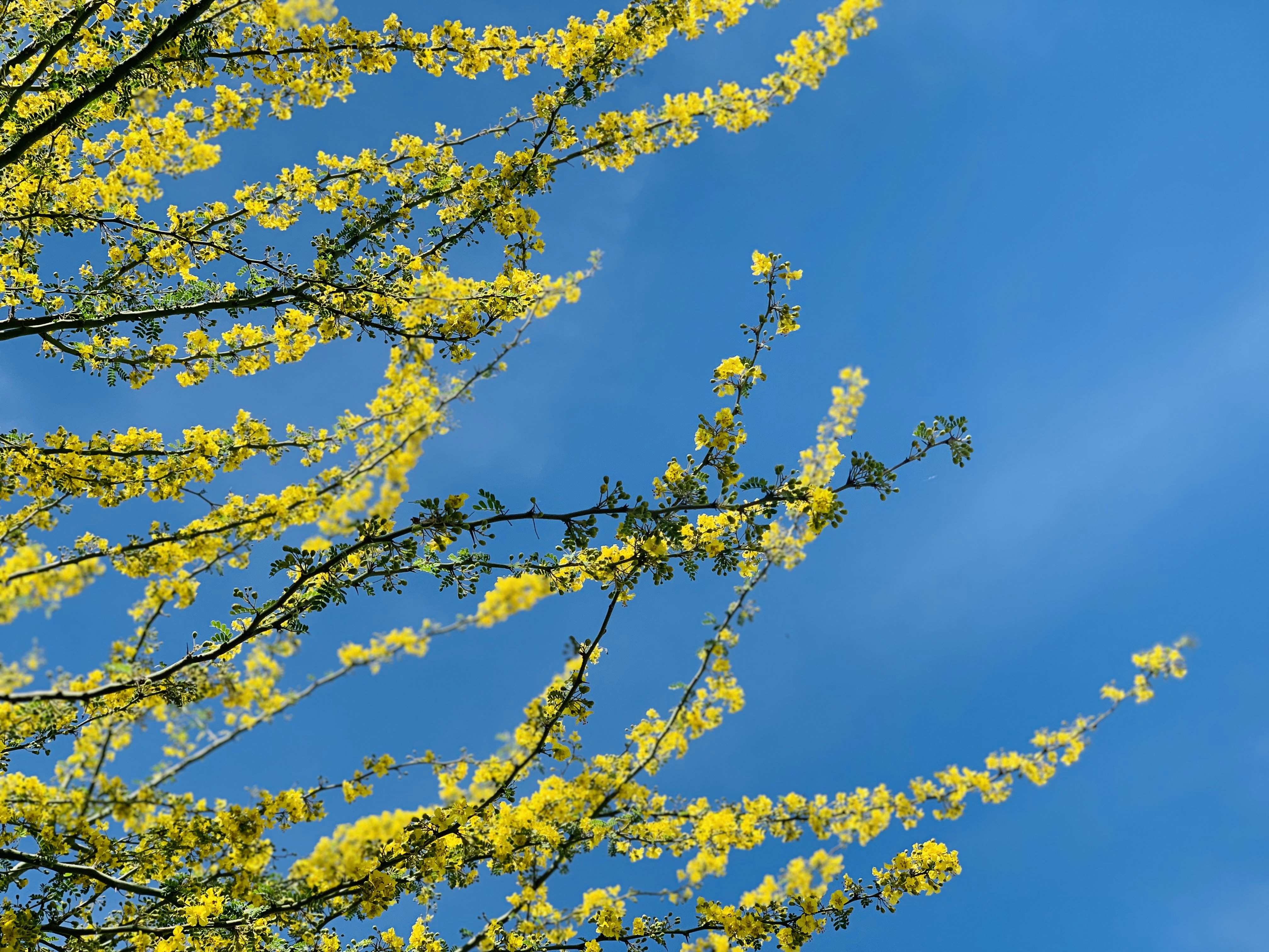 Yellow blossoms on slender branches set against a clear blue sky.