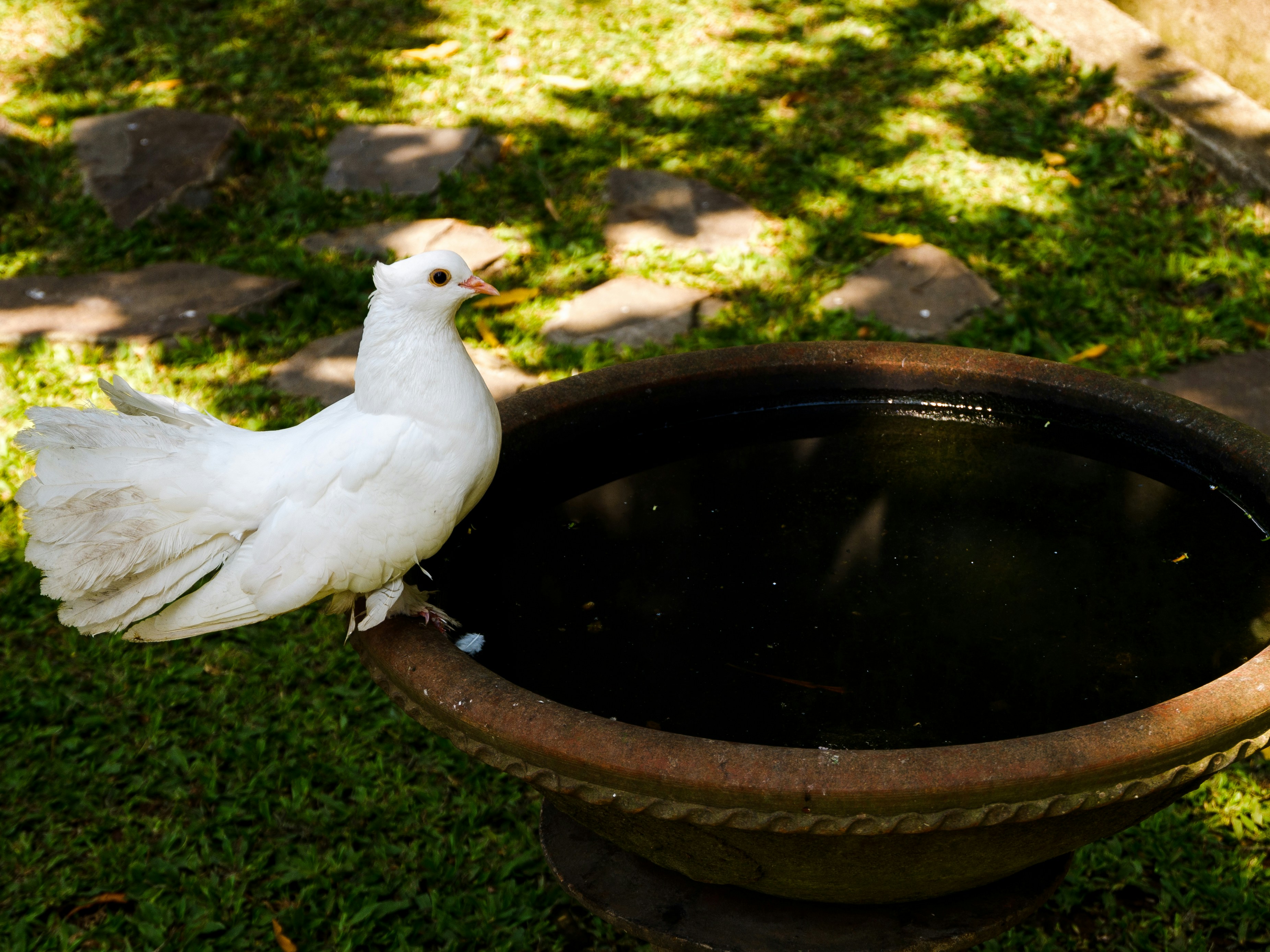 A white dove perches at the edge of a round, dark clay basin set on grass; the bird appears alert with its beak slightly open, basked in sunlight.