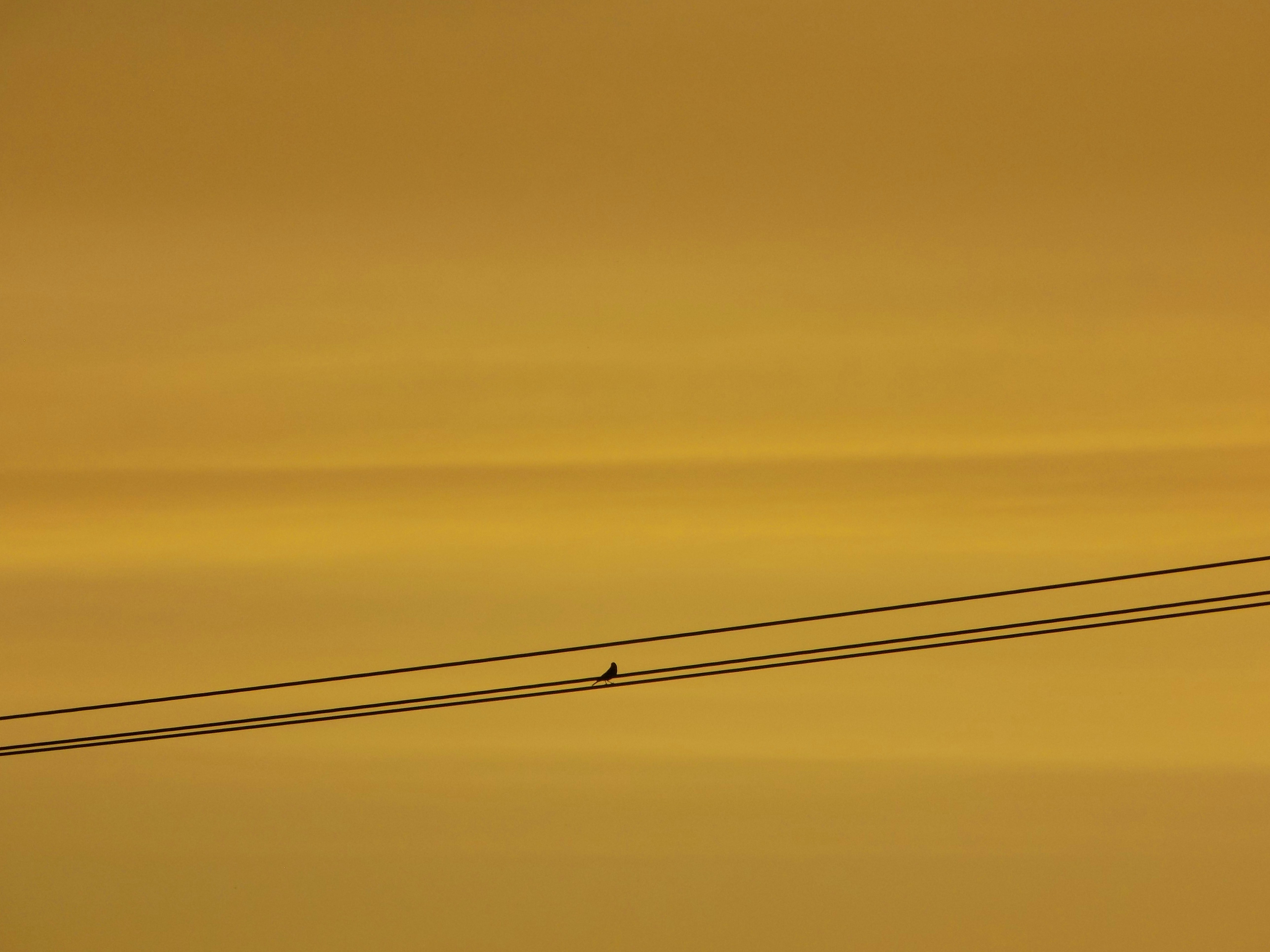 A lone bird perched on power lines, set against a warm golden sky at dusk.