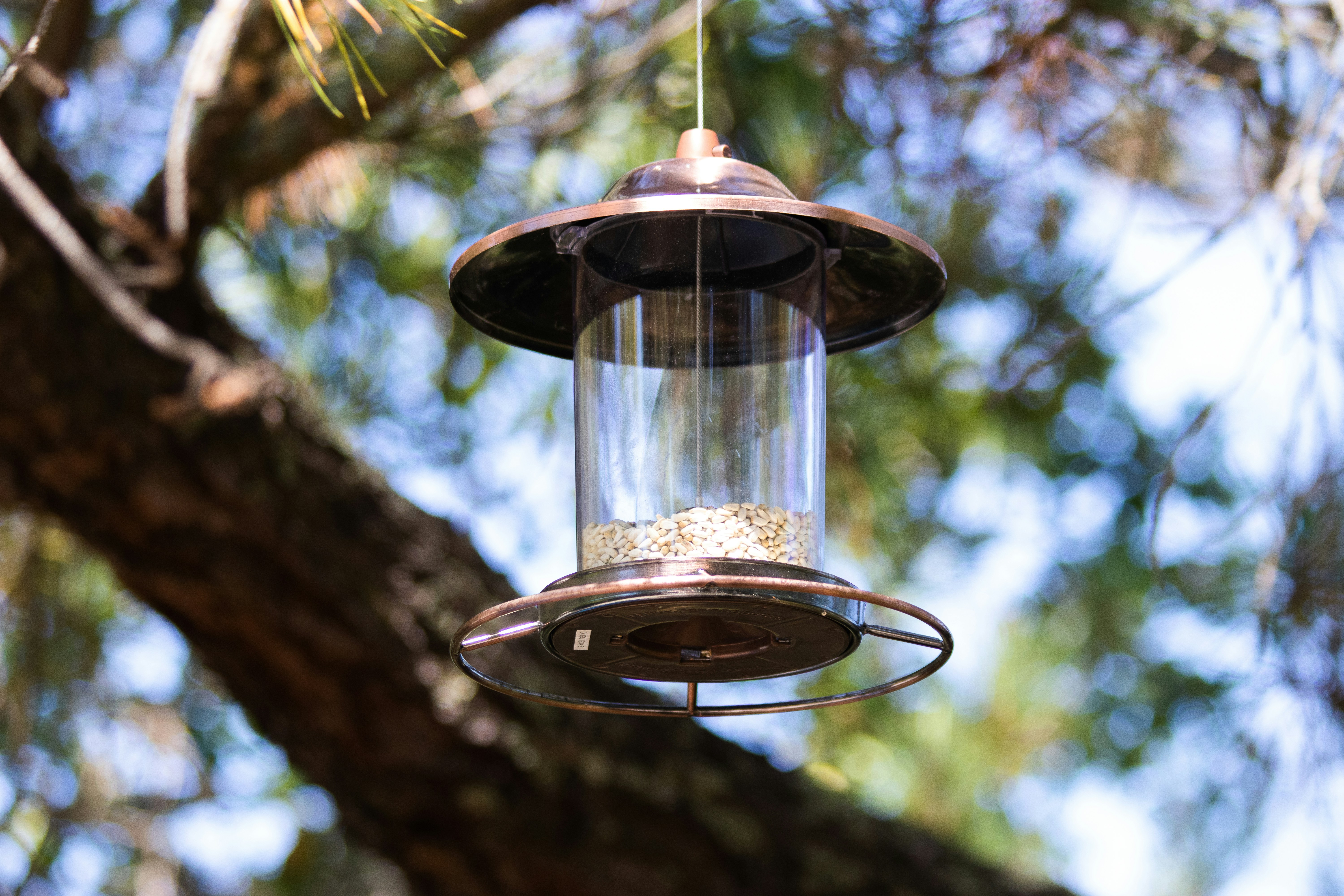 Copper Lantern Feeder Suspended in Sunlit Pines