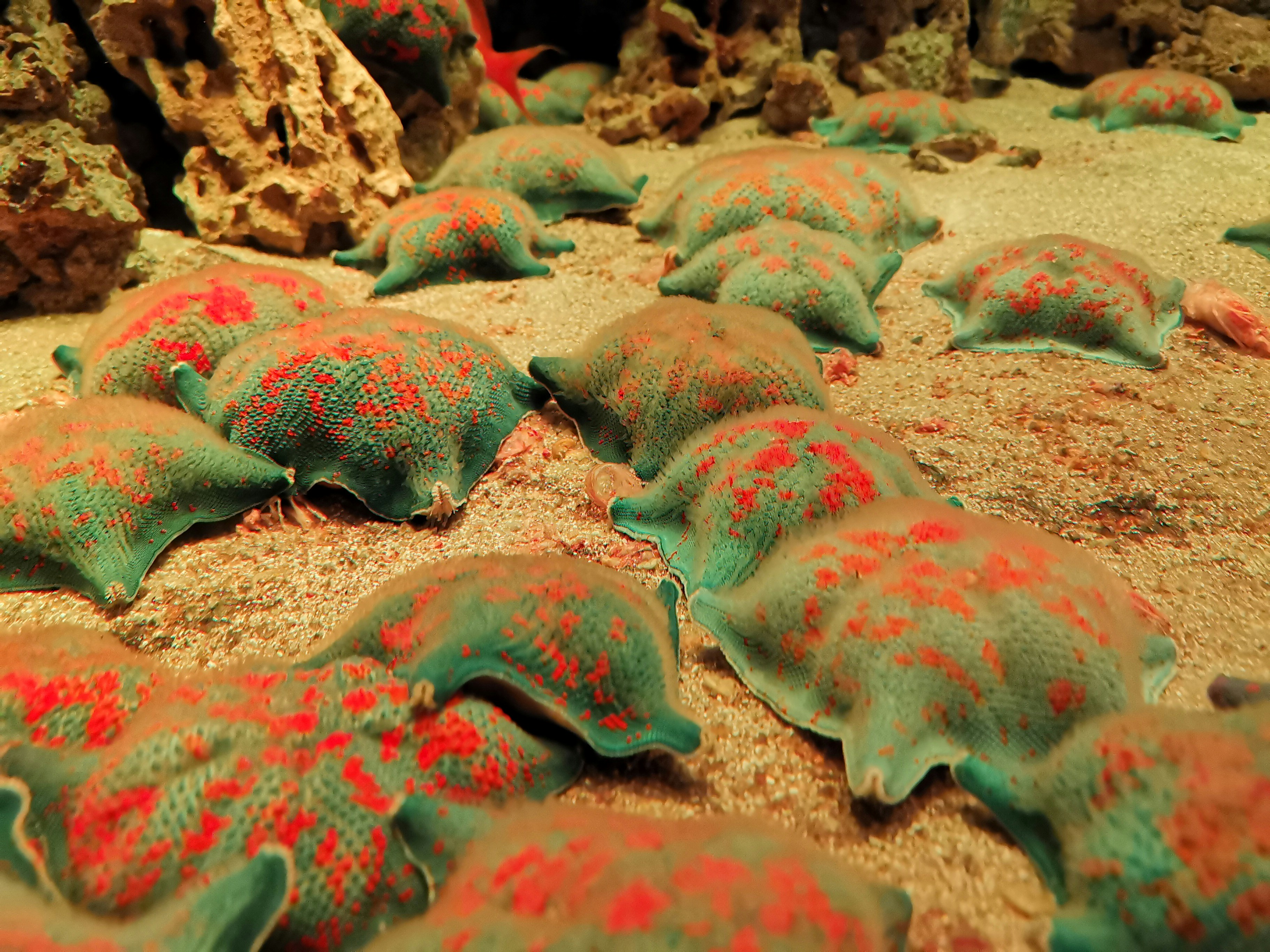 Gray sea creature on brown sand photo – Free Underwater Image on Unsplash