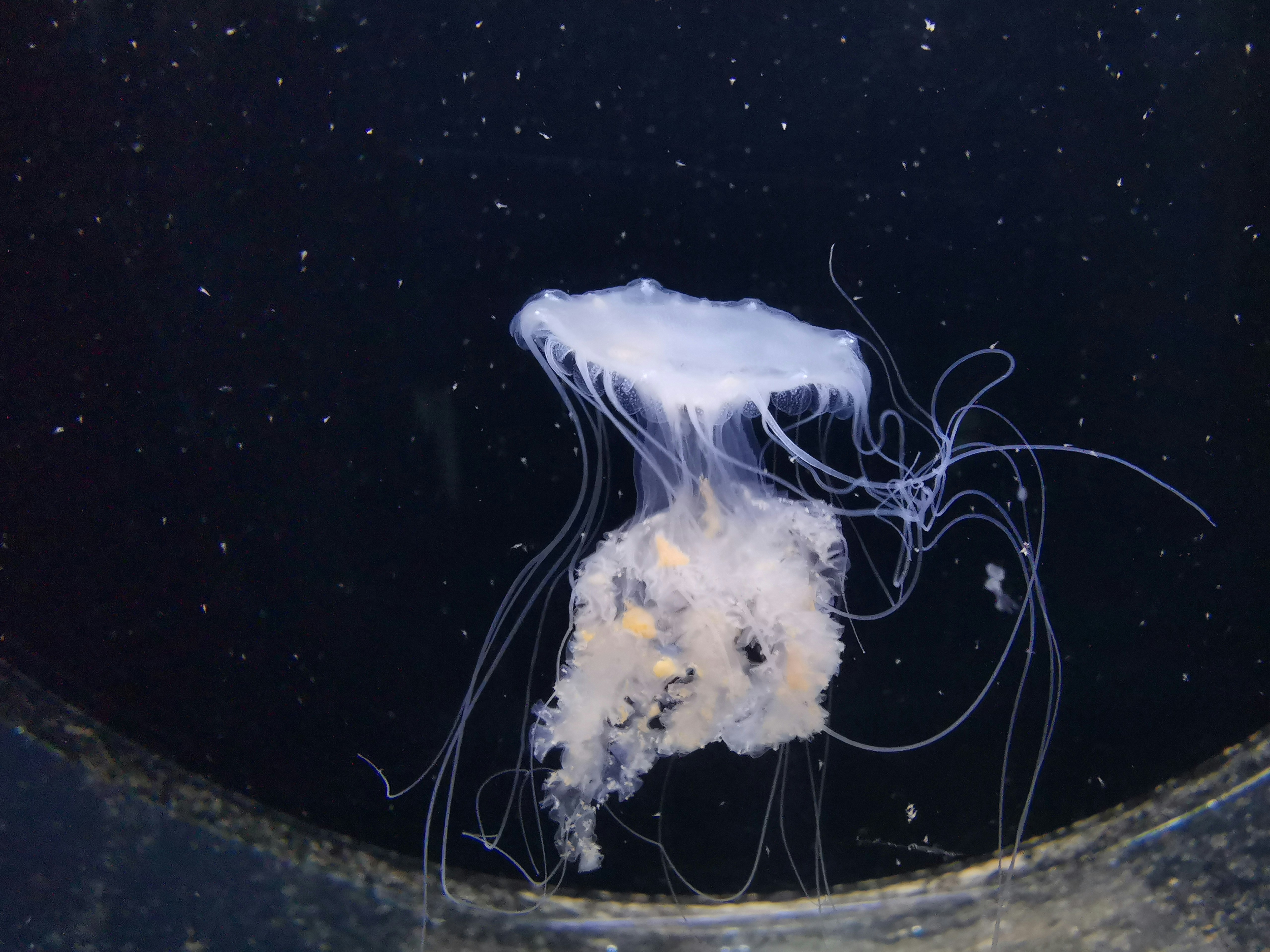 Photograph of a translucent jellyfish with long, looping tentacles drifting in a dark tank, with a curved glass edge visible at the bottom.