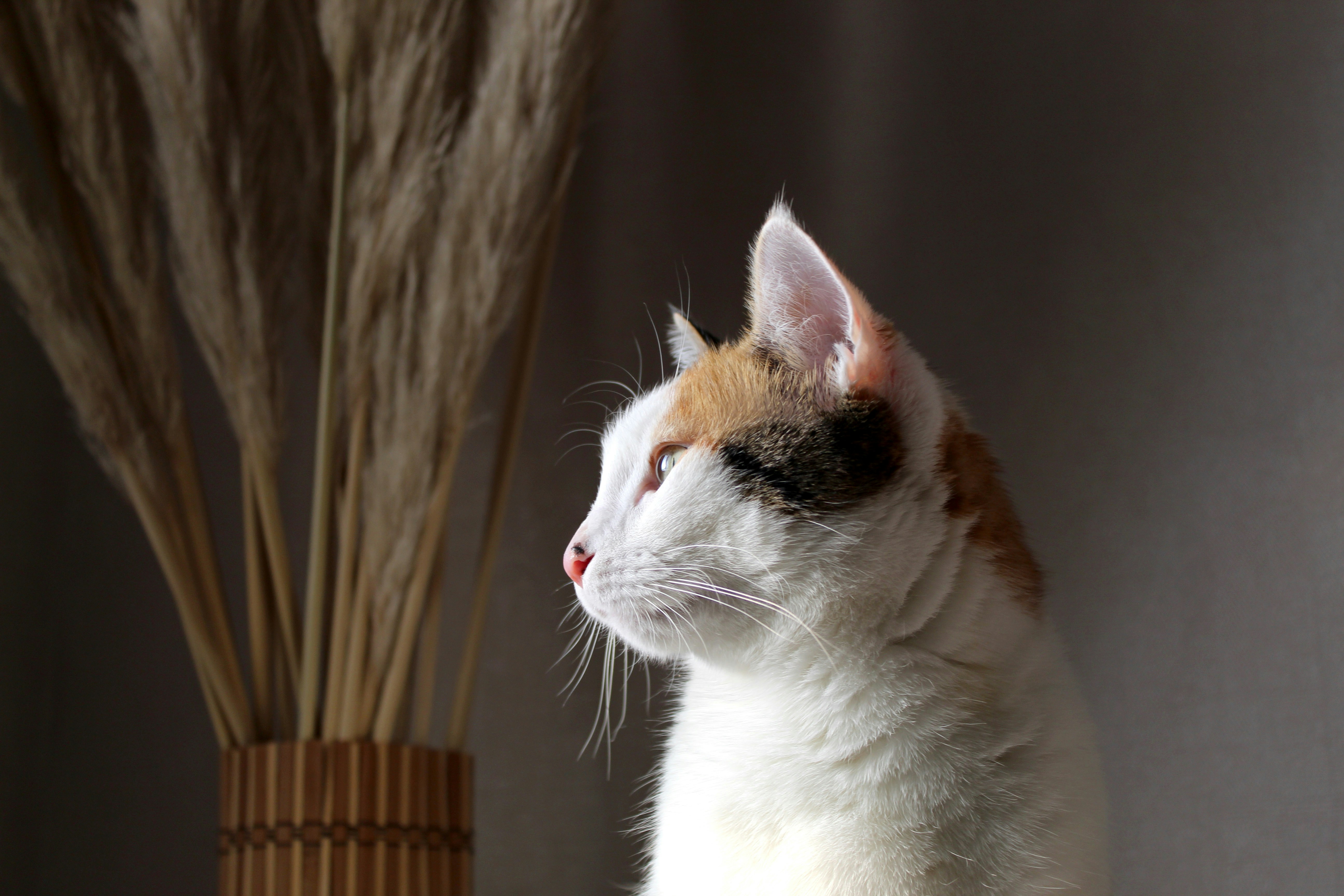photography of white and brown cat