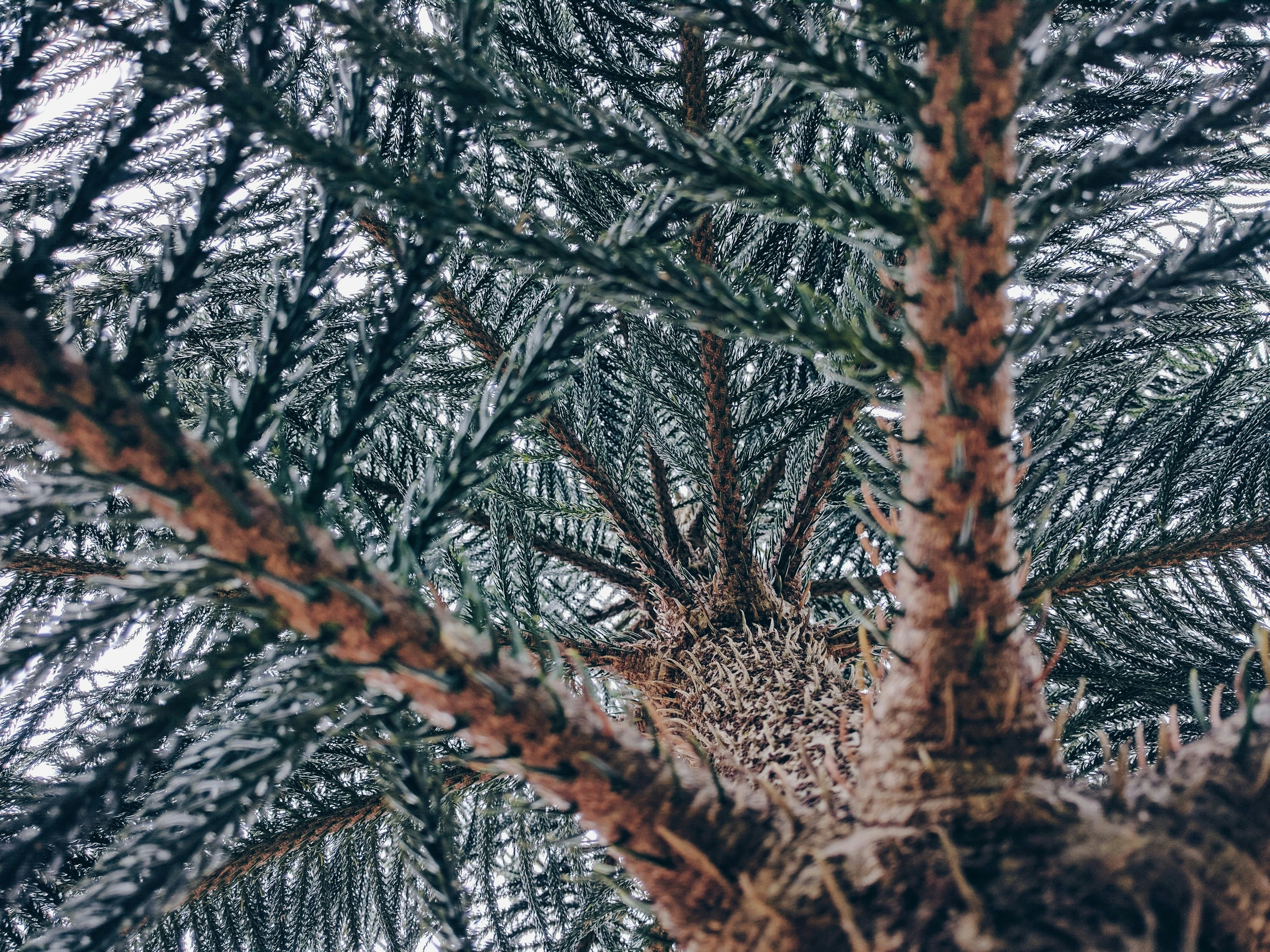 brown tree branch in close up photography