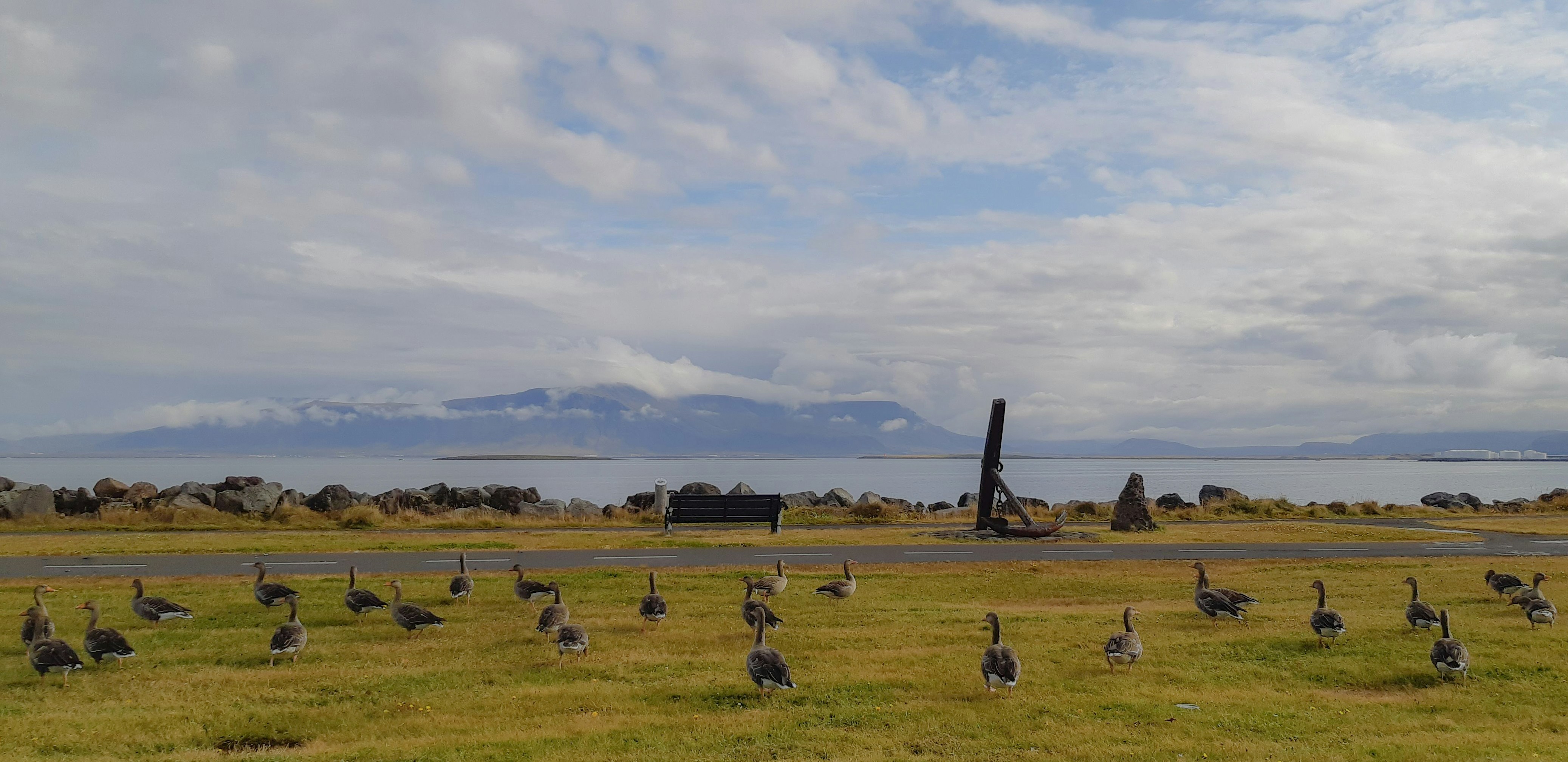 Flocks by the Shore: A Quiet Salt Grass Vista under a Brooding Sky