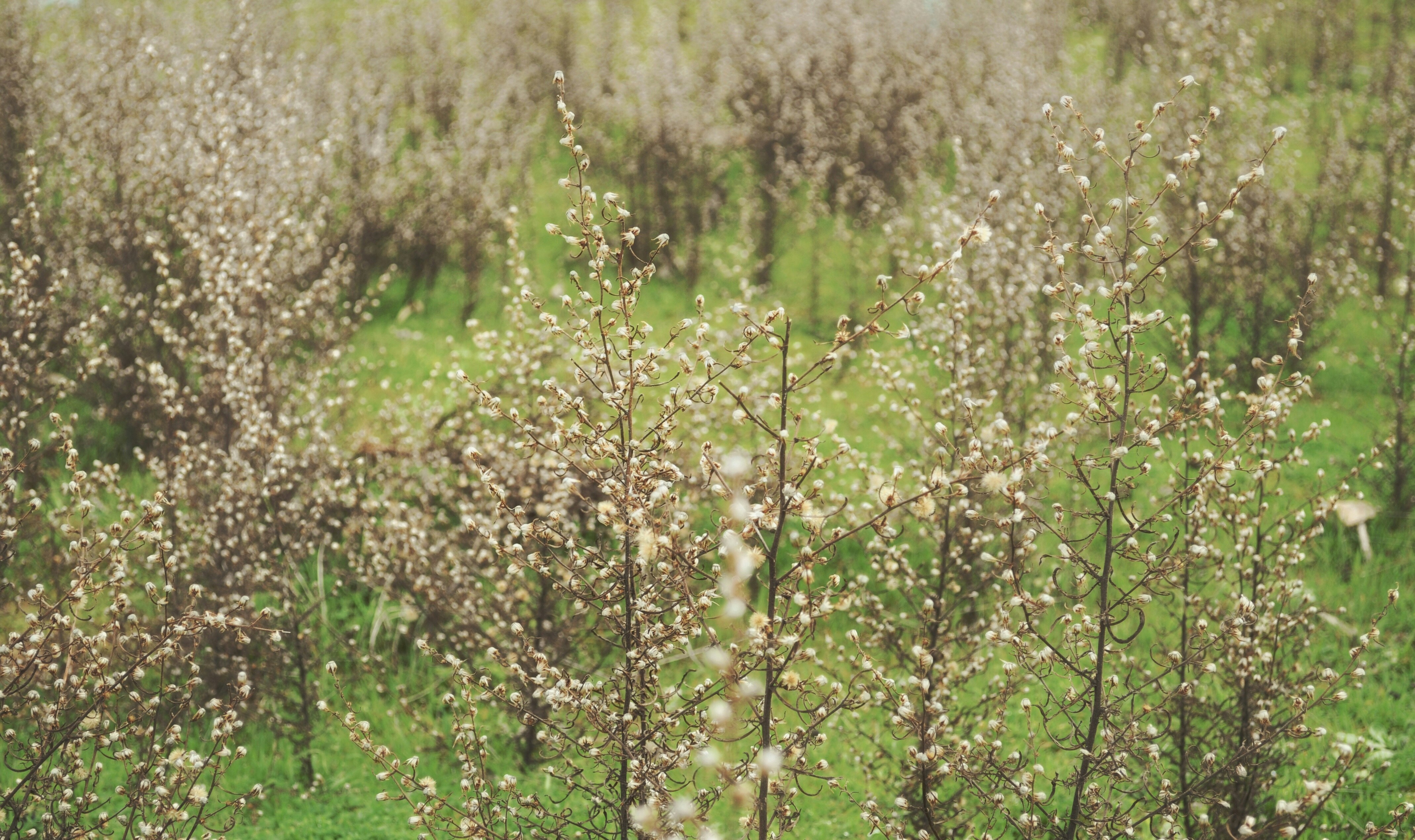 white flowers on green grass field during daytime