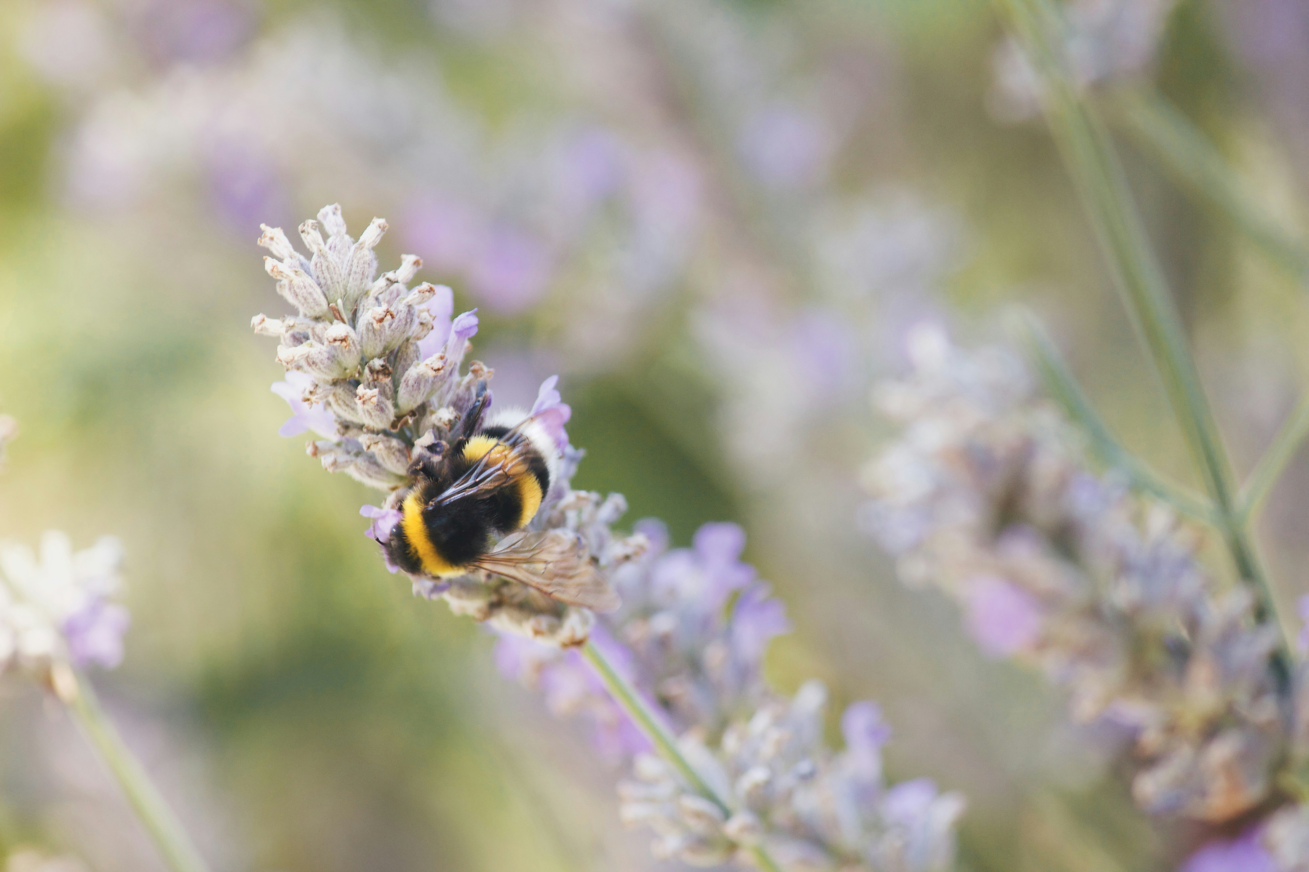 Bumblebee perched on a lavender flower in a softly blurred background.