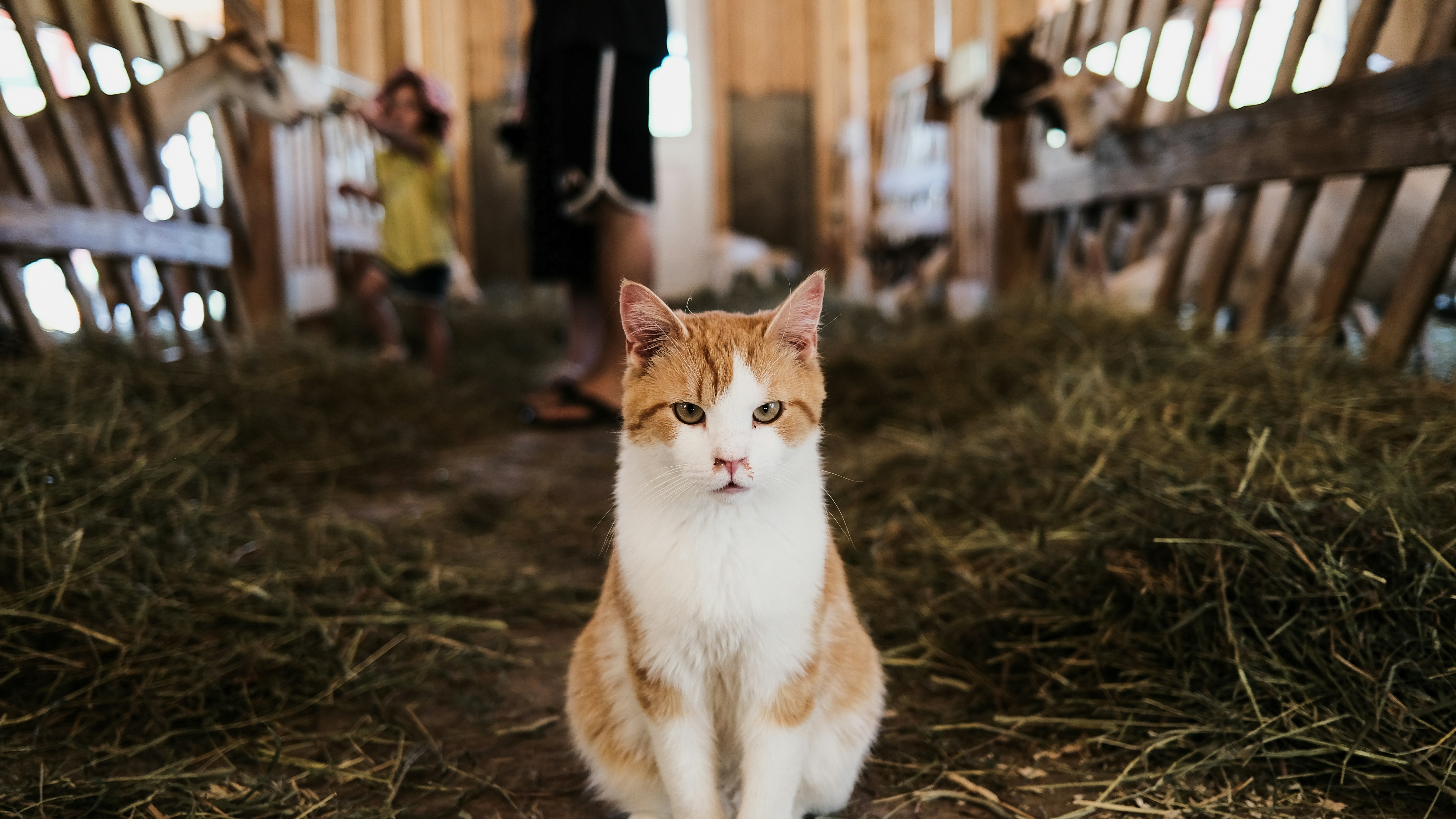 Ambush of the Barn: A Curious Cat Holds Court