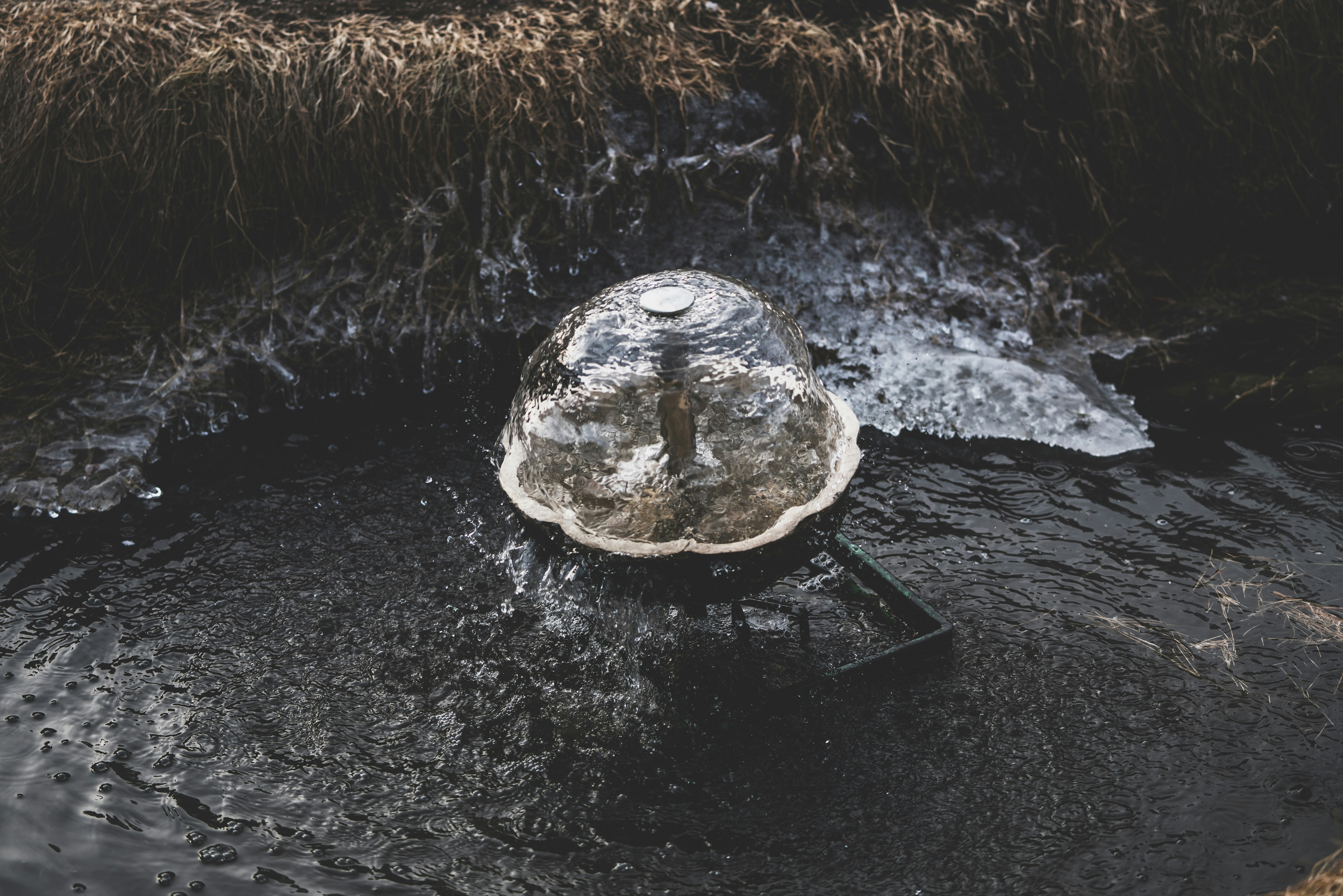 Ice-Dusted Water Bell in a Resting Creek