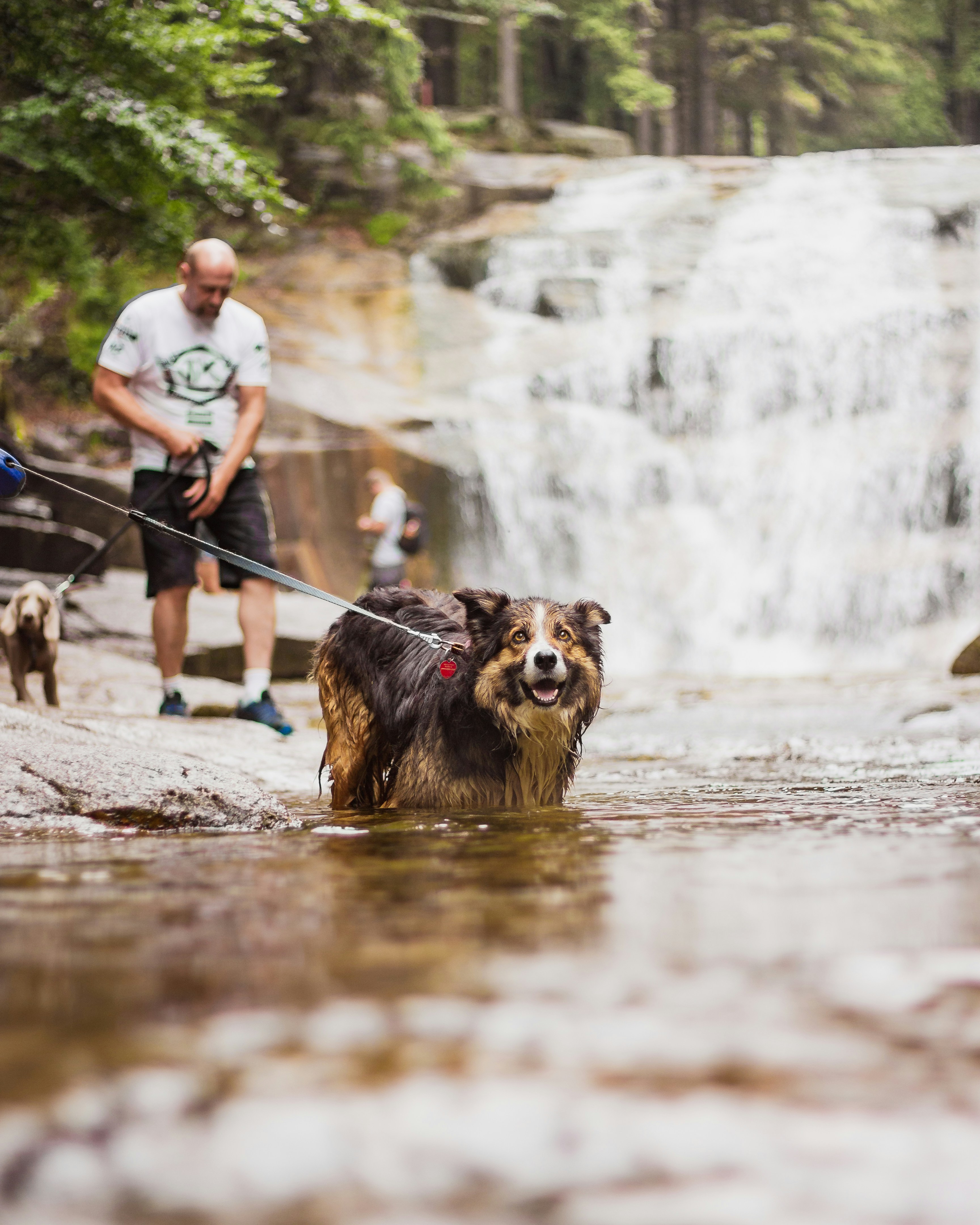 A dog wades in a shallow stream near a cascading waterfall, with its owner and another dog in the background.
