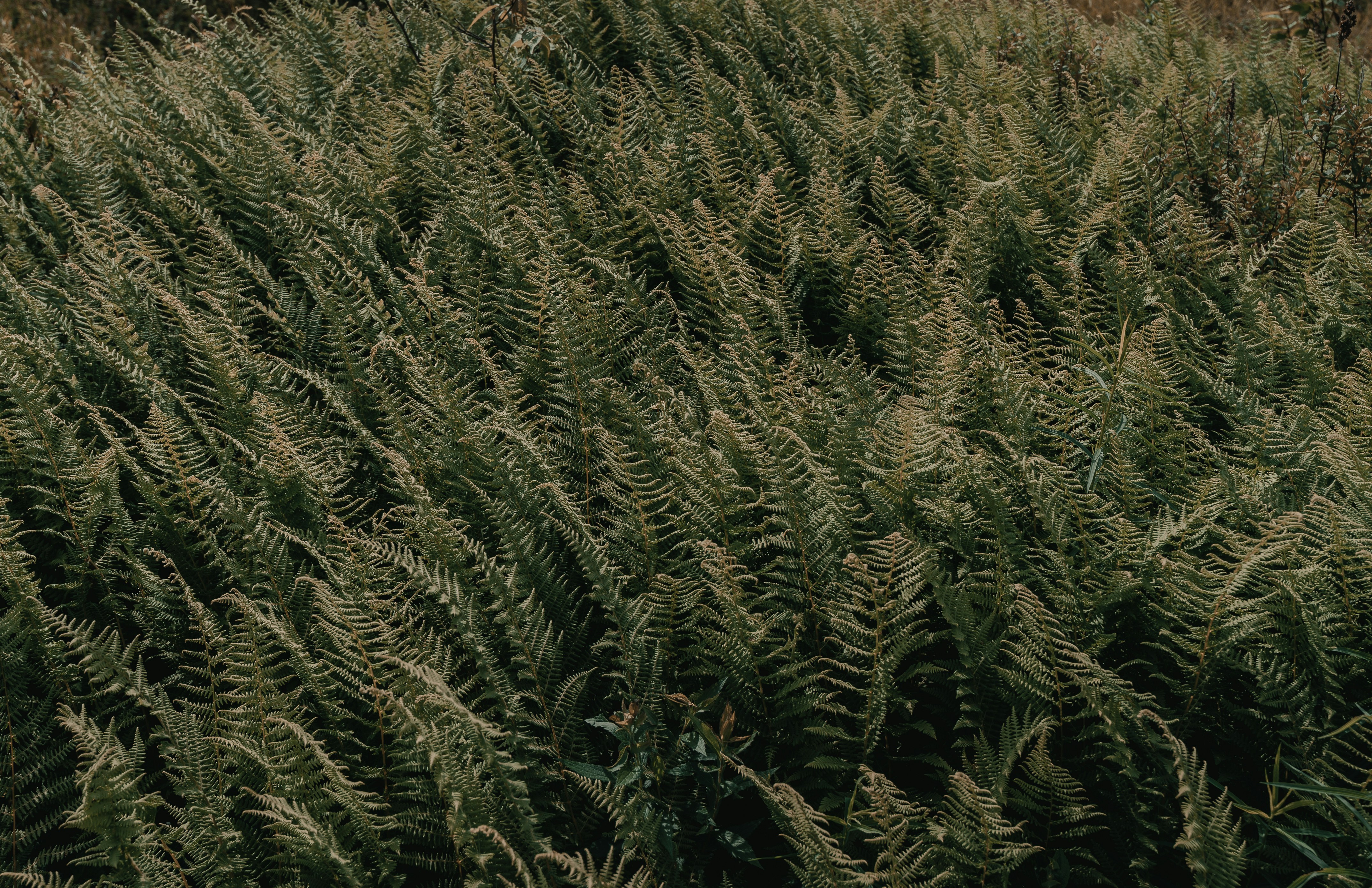 Audubon of Ferns: A Sea of Green Fronds
