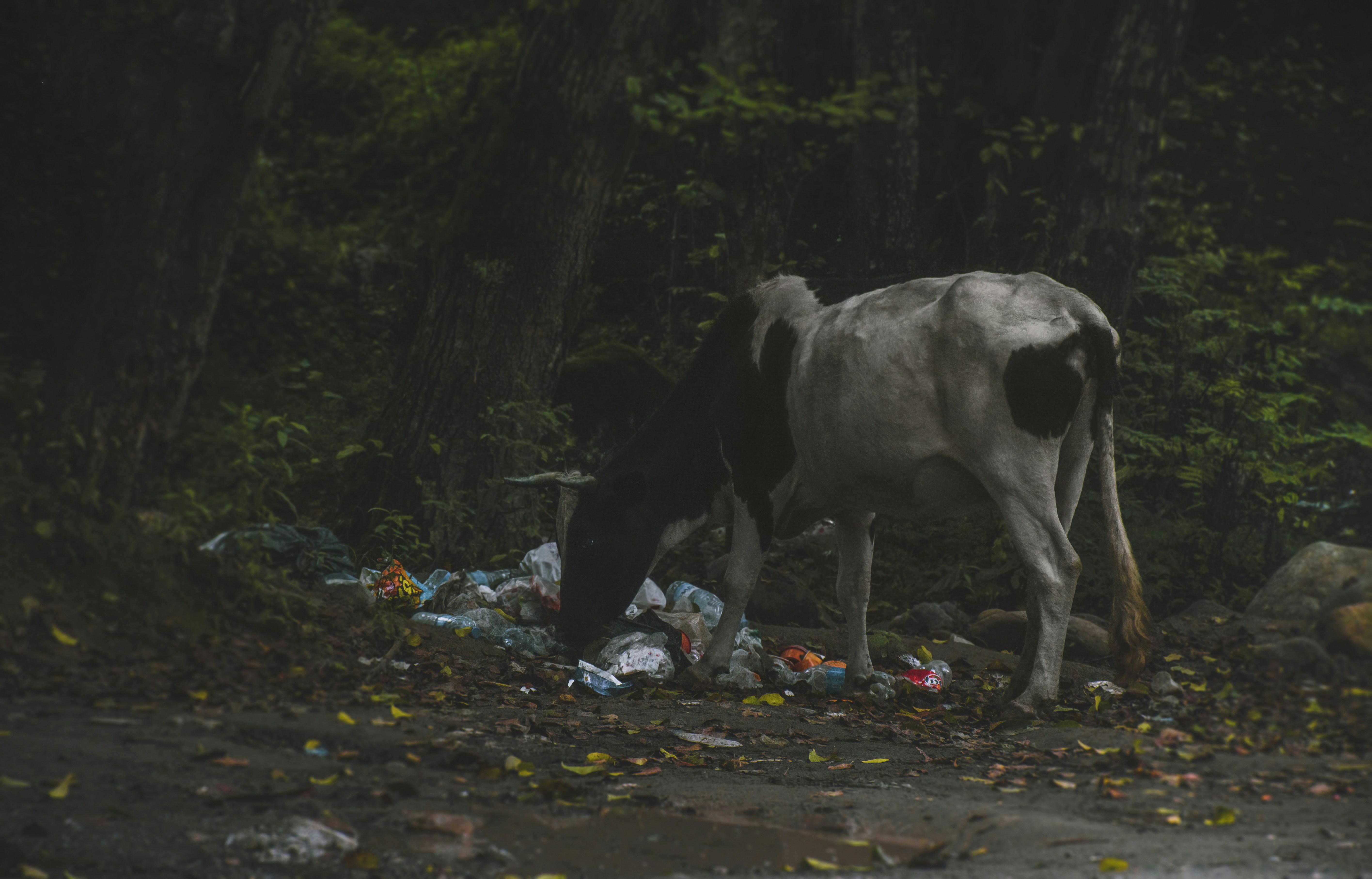 Dim-Wood scavenger: stray dog among litter at the forest edge