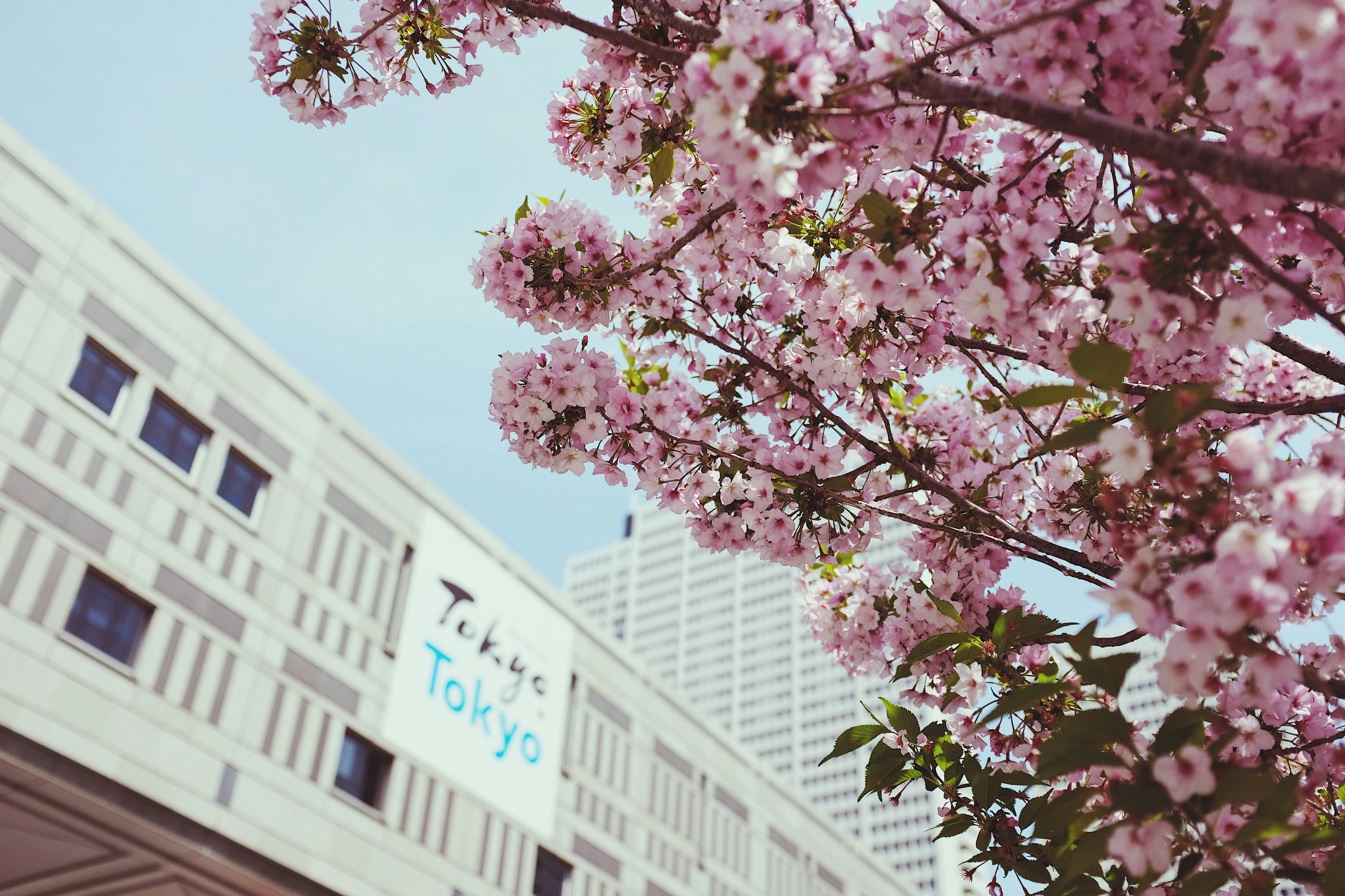 pink cherry blossom tree near white concrete building during daytime