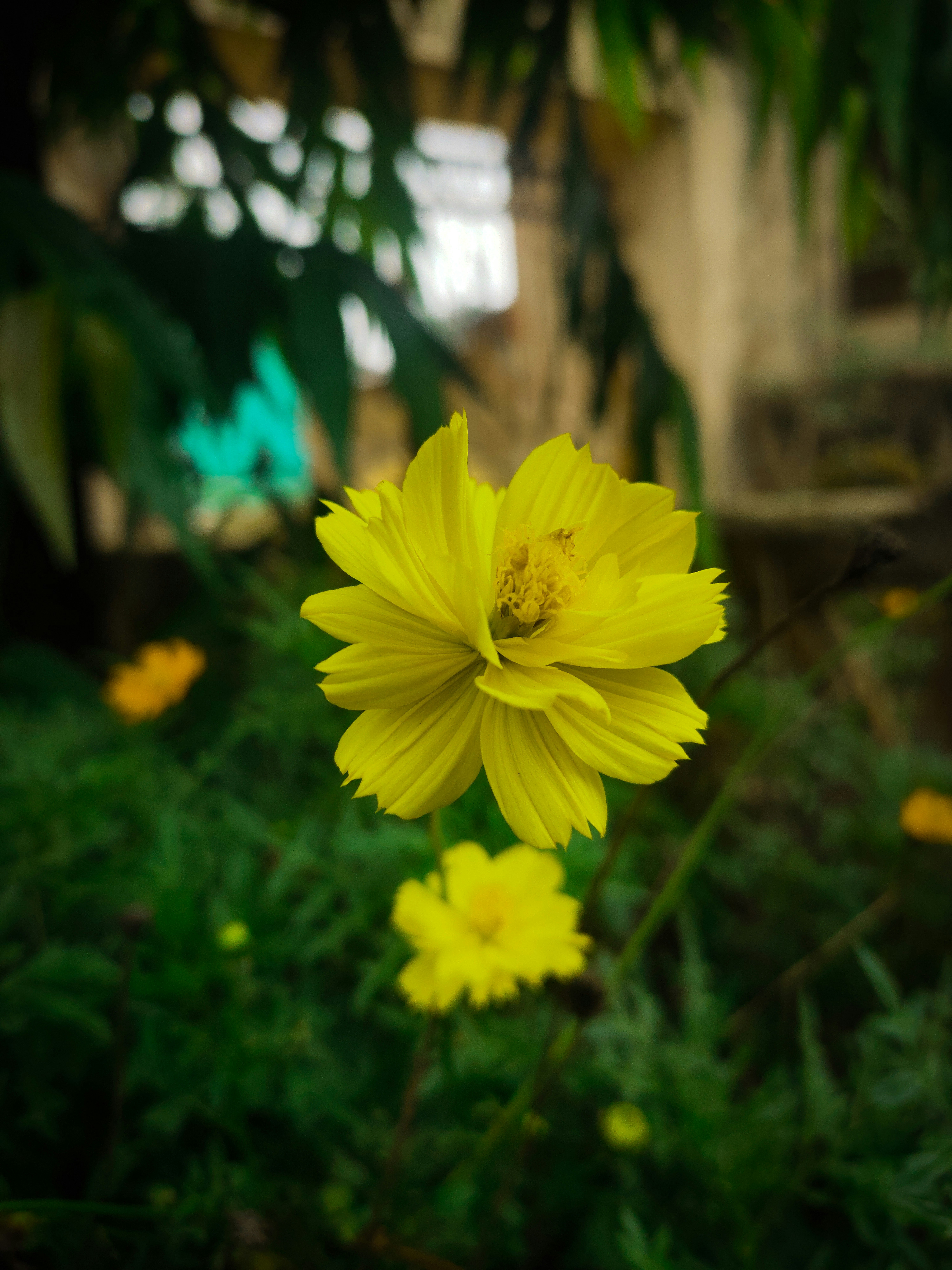 Golden Bloom in Soft Focus: A Quiet Garden Portrait