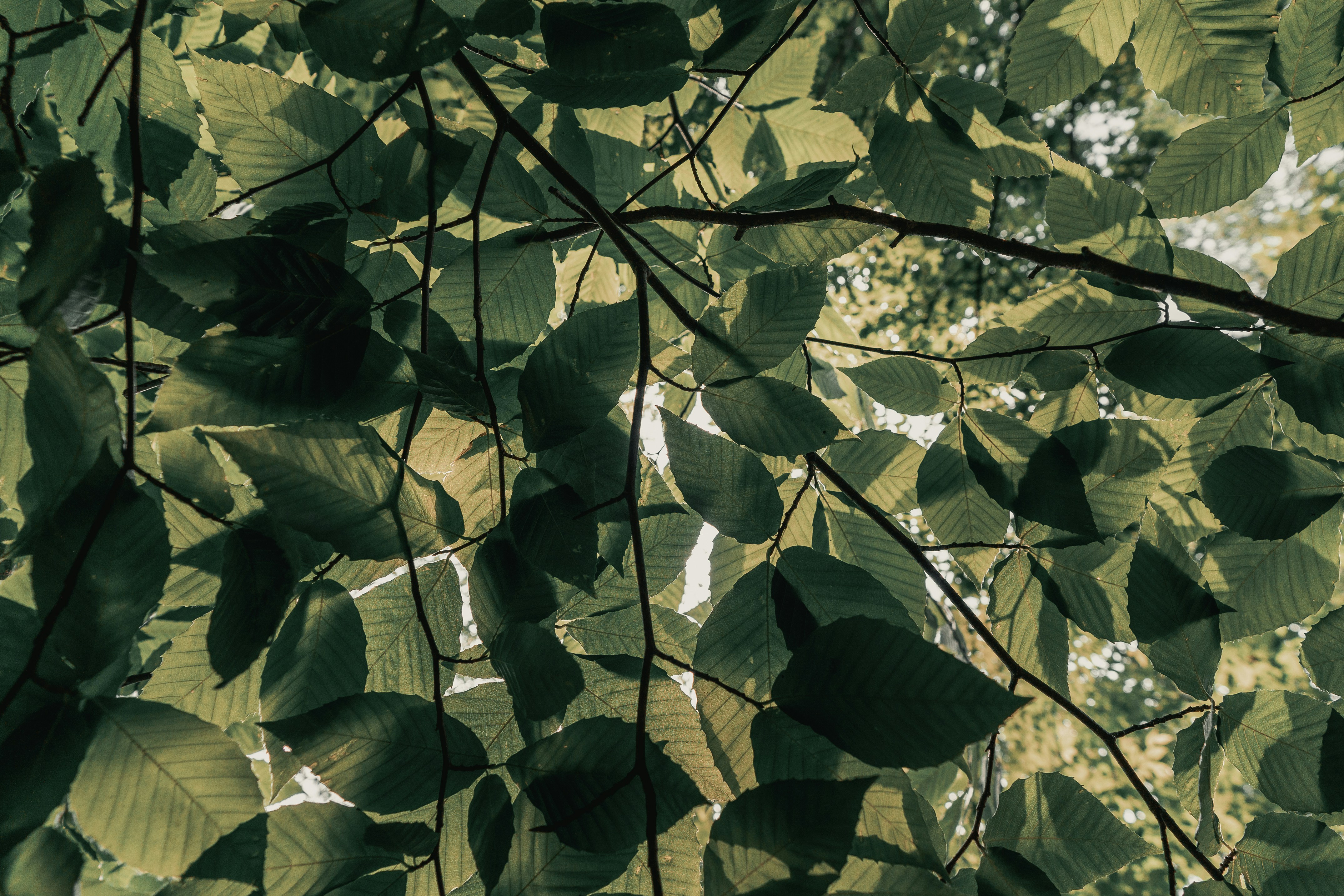 Leaf Shadow Pictures | Download Free Images on Unsplash