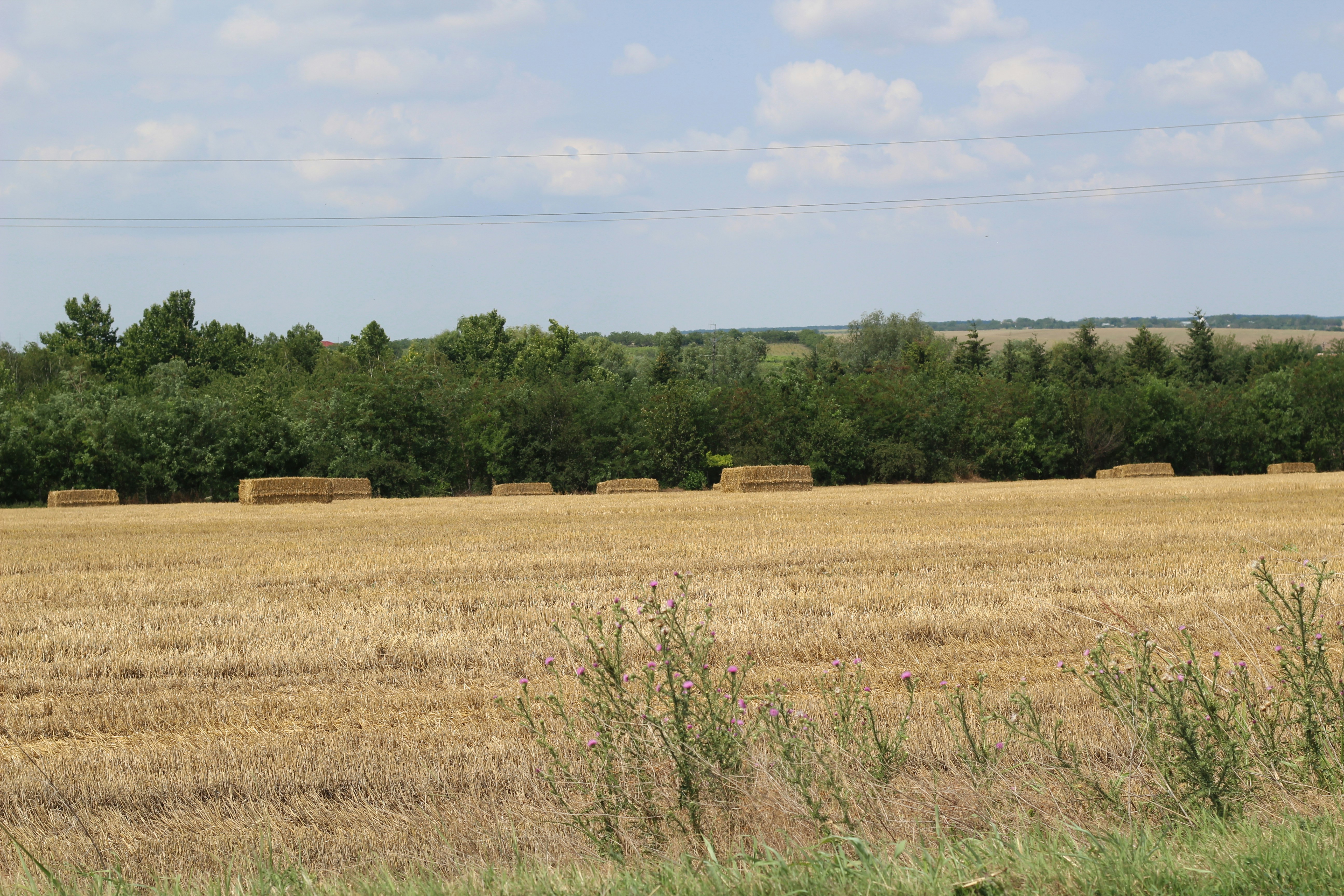 Bales of hay neatly arranged on a sunlit field, framed by lush greenery and a clear blue sky.