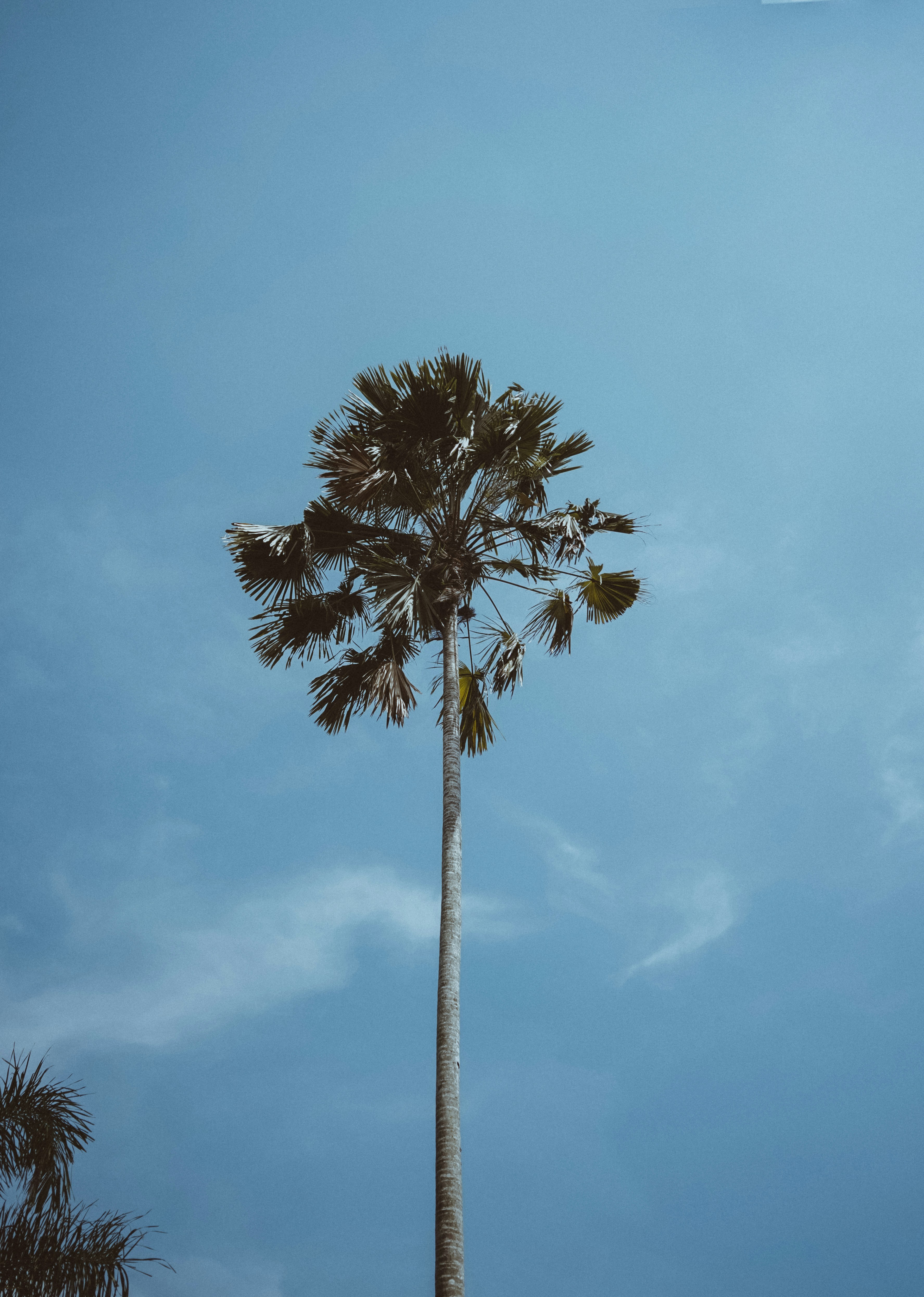 A tall palm tree stretches towards a clear blue sky, showcasing its vibrant green fronds against the serene backdrop. The image captures the essence of tropical tranquility.