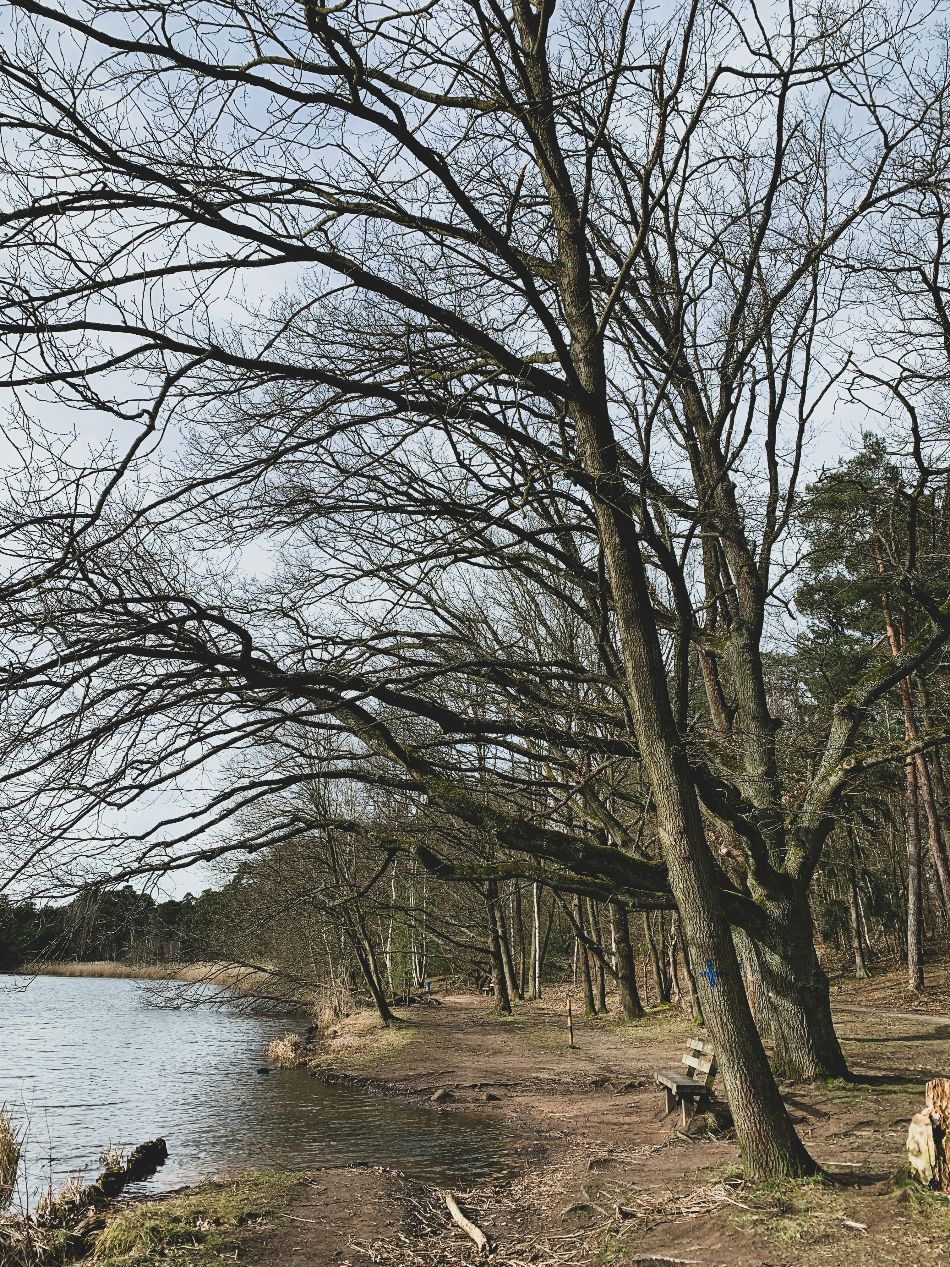 Lakeside Trail: Bare Trees and a Quiet Bench