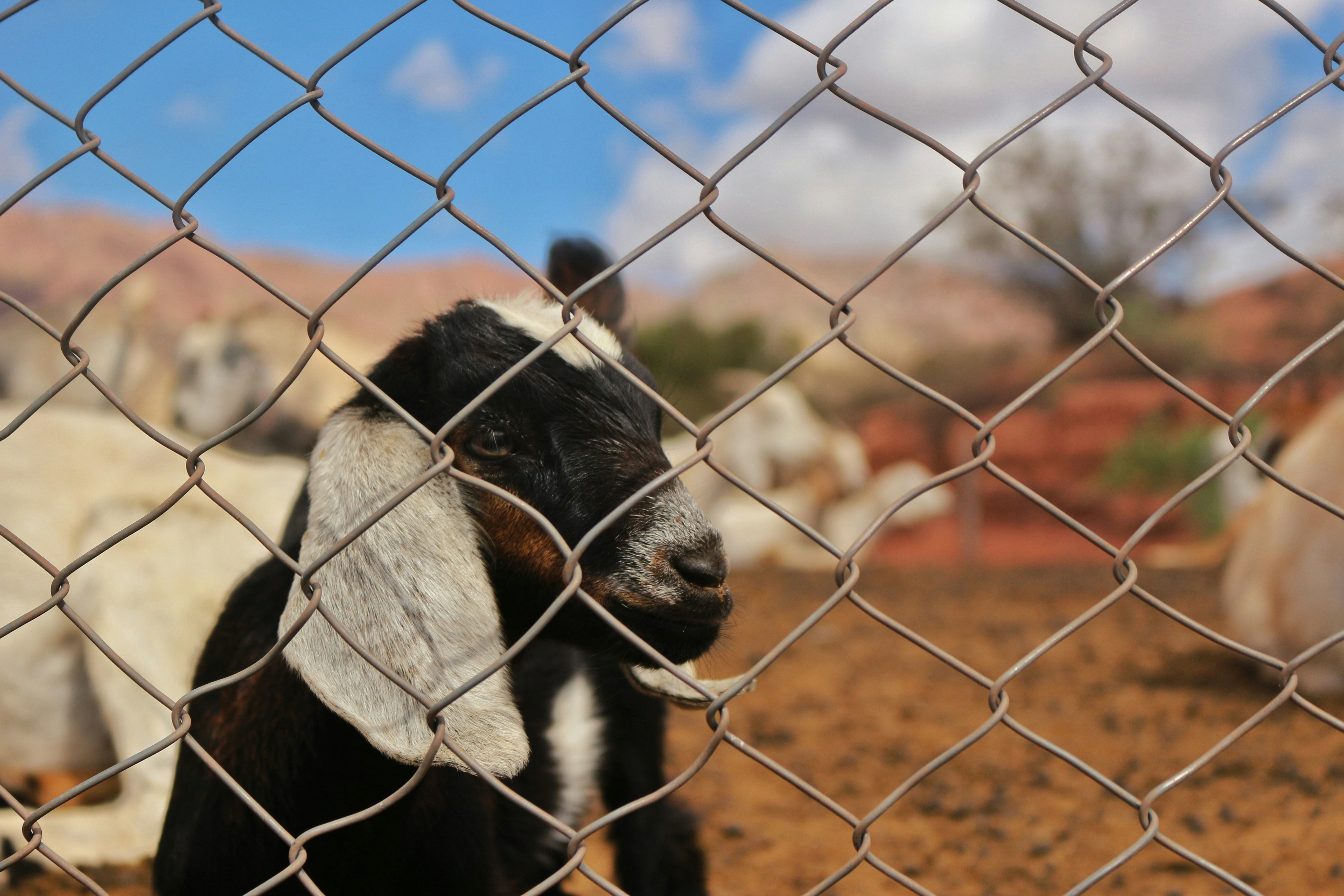 Curious Goat Behind the Fence