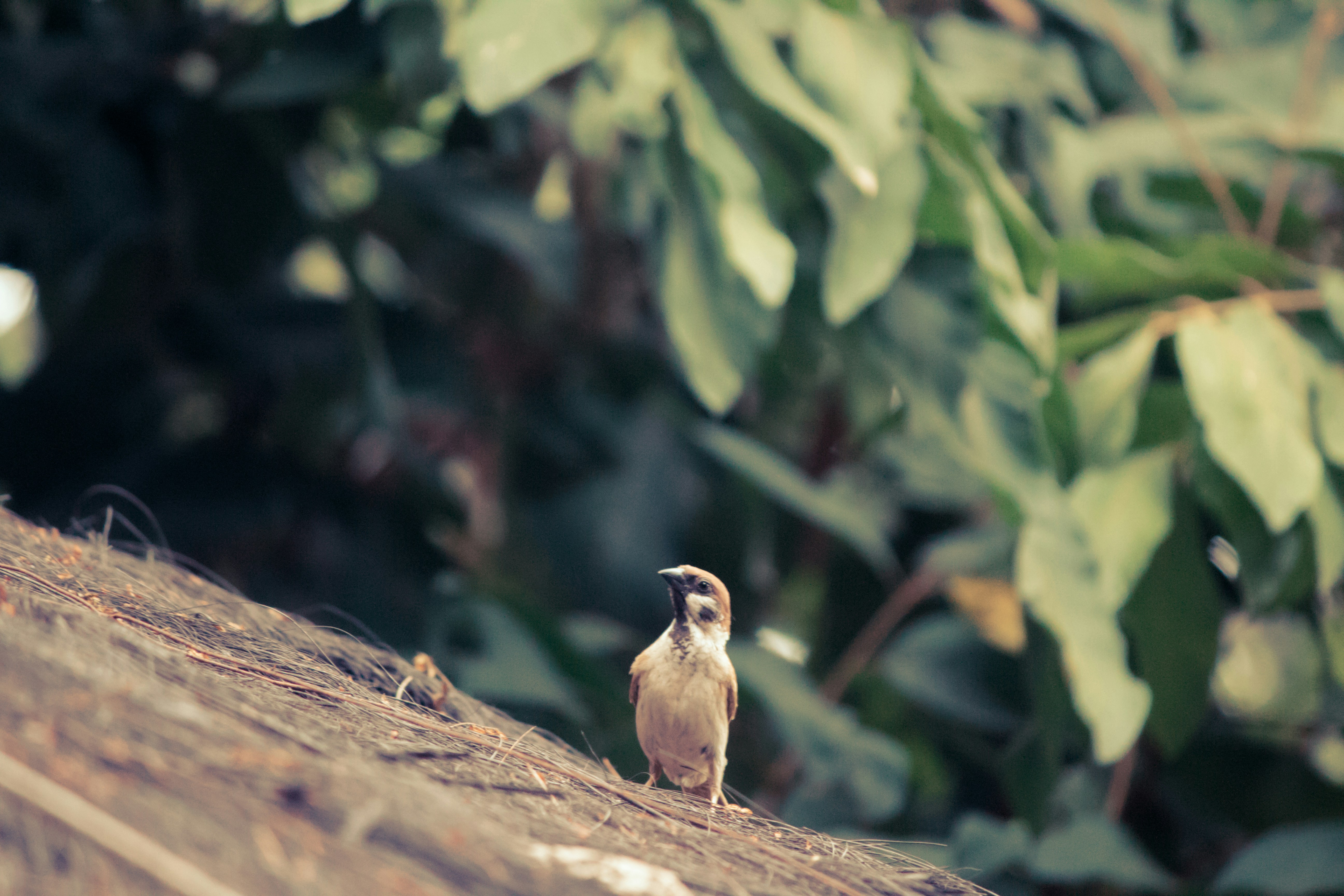 brown bird on brown tree branch during daytime