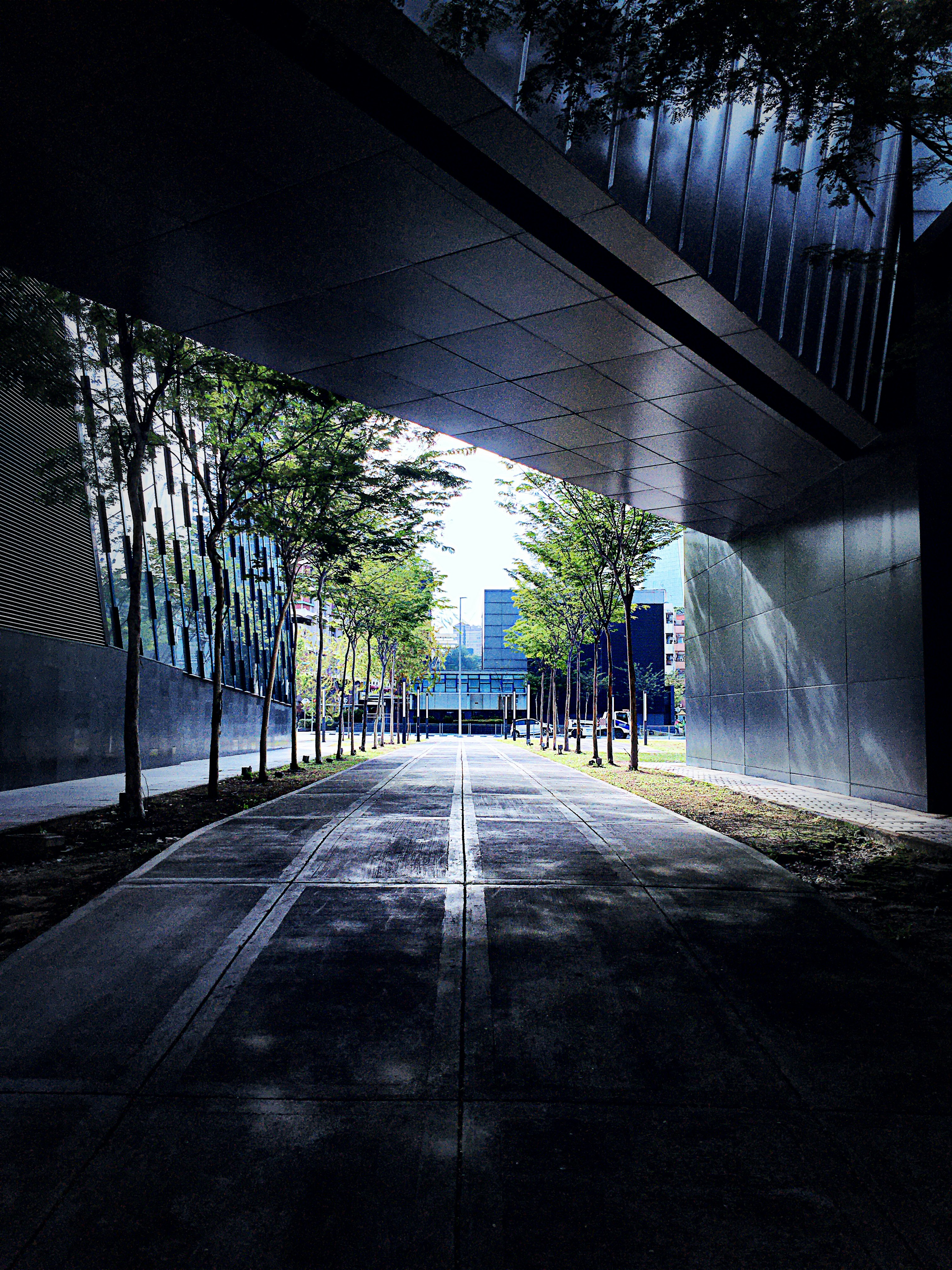 Convergence Under Steel: A Tree-Lined Corridor Toward a Bright Exit