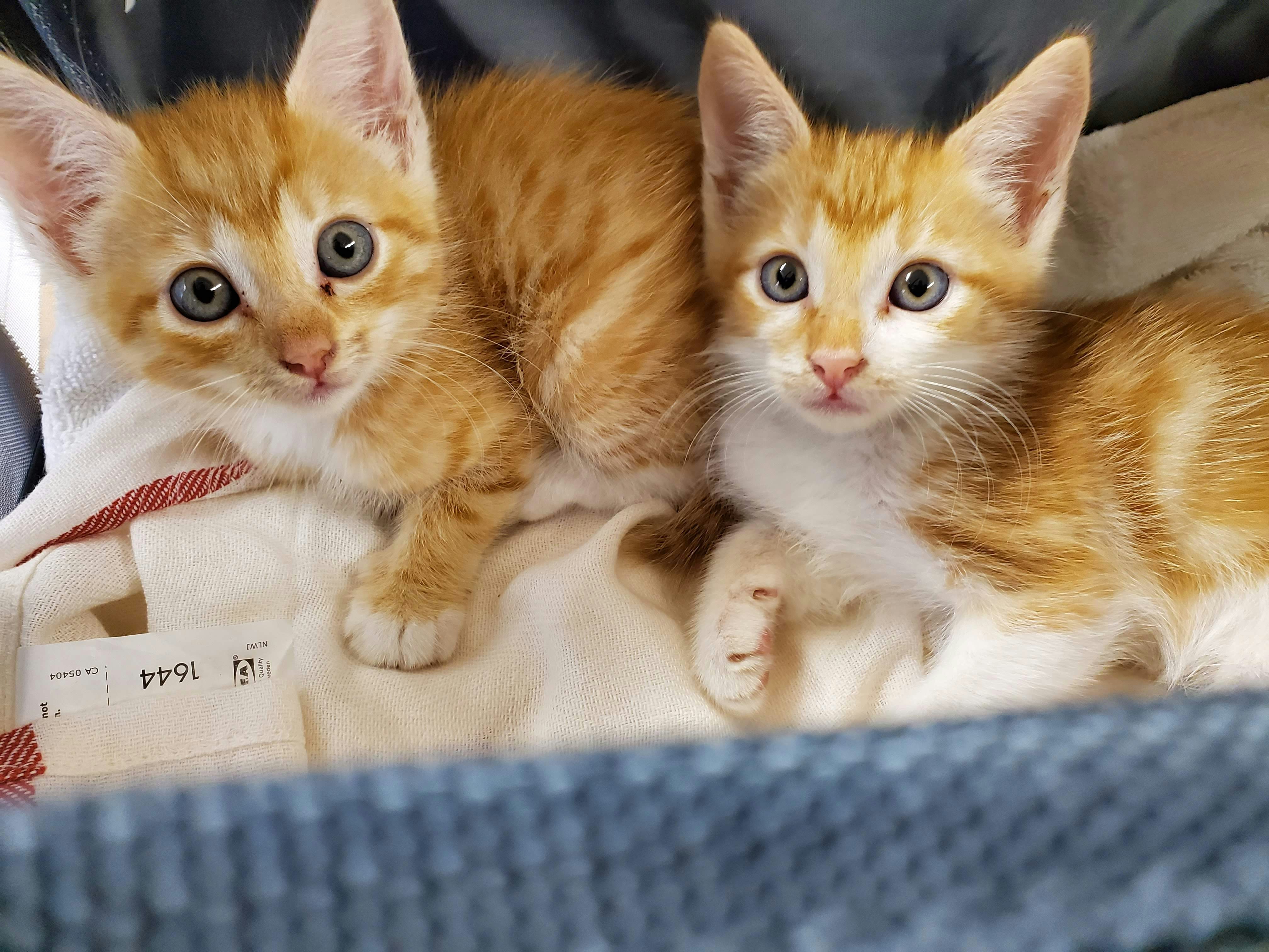 Two orange kittens nestled inside a soft travel bag, gazing with wide eyes.