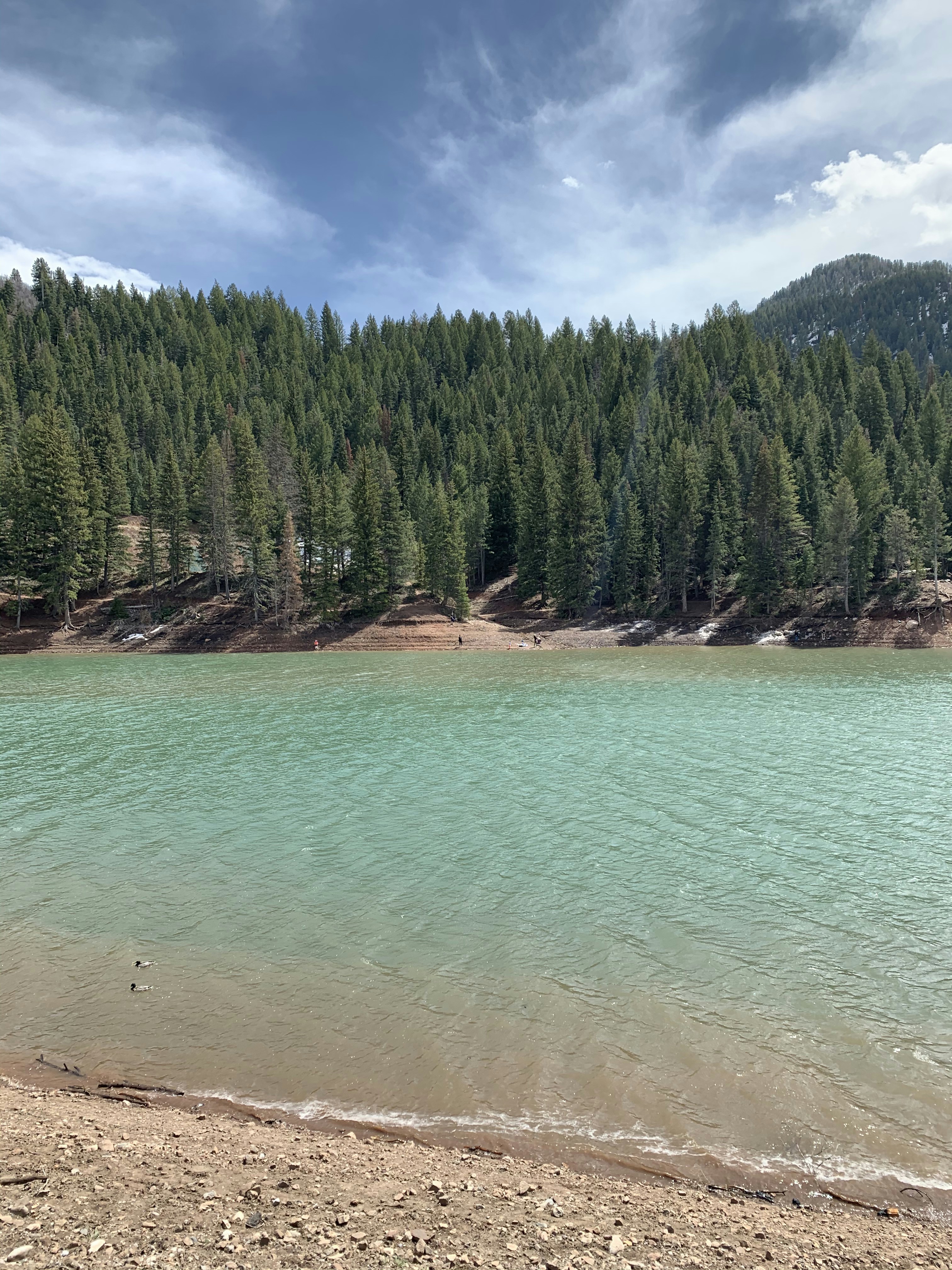 Teal Lake, Pine-Lined Shore: A Quiet Alpine Vista
