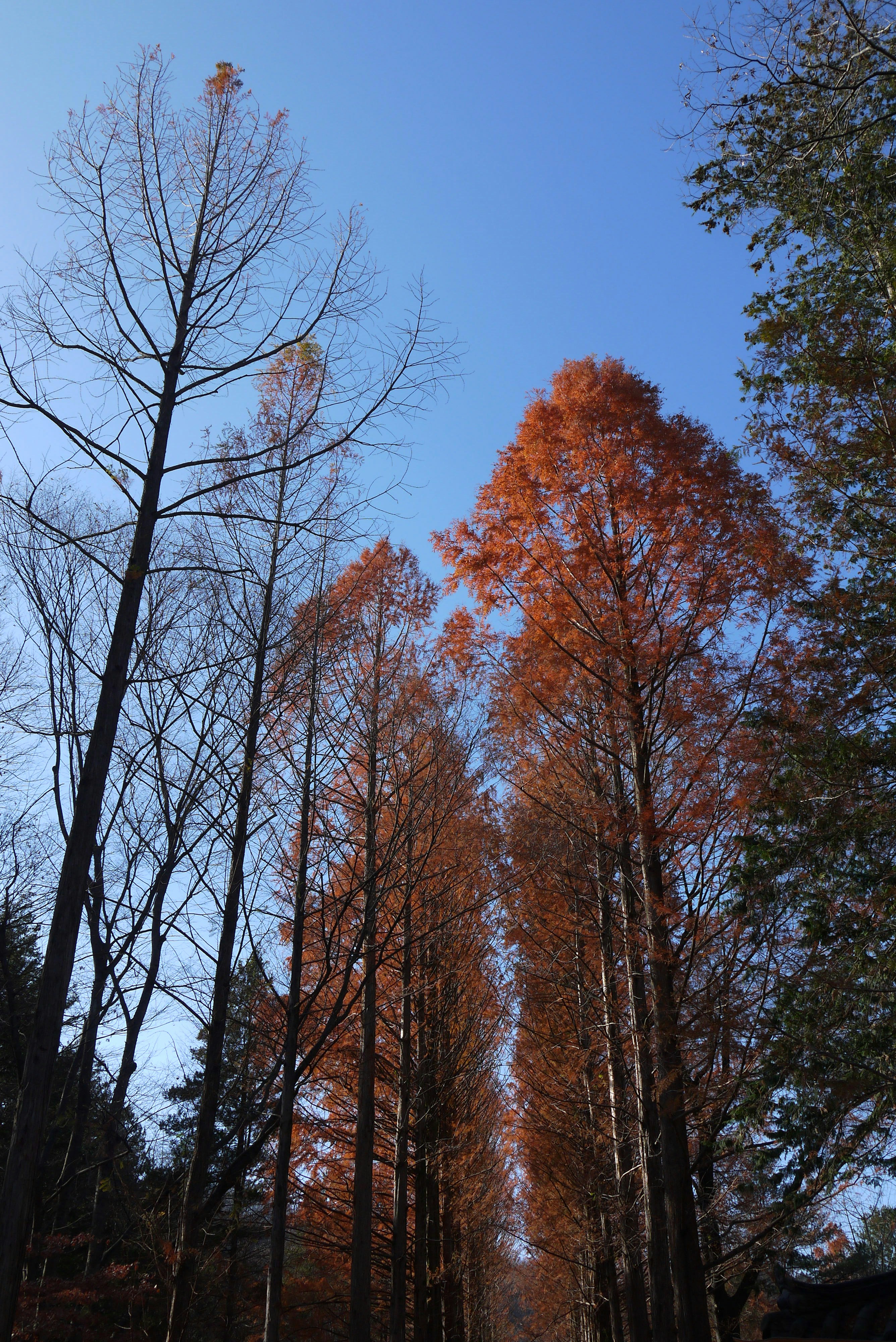 Tall trees adorned with vibrant autumn foliage stretch towards a clear blue sky, creating a natural corridor of color.