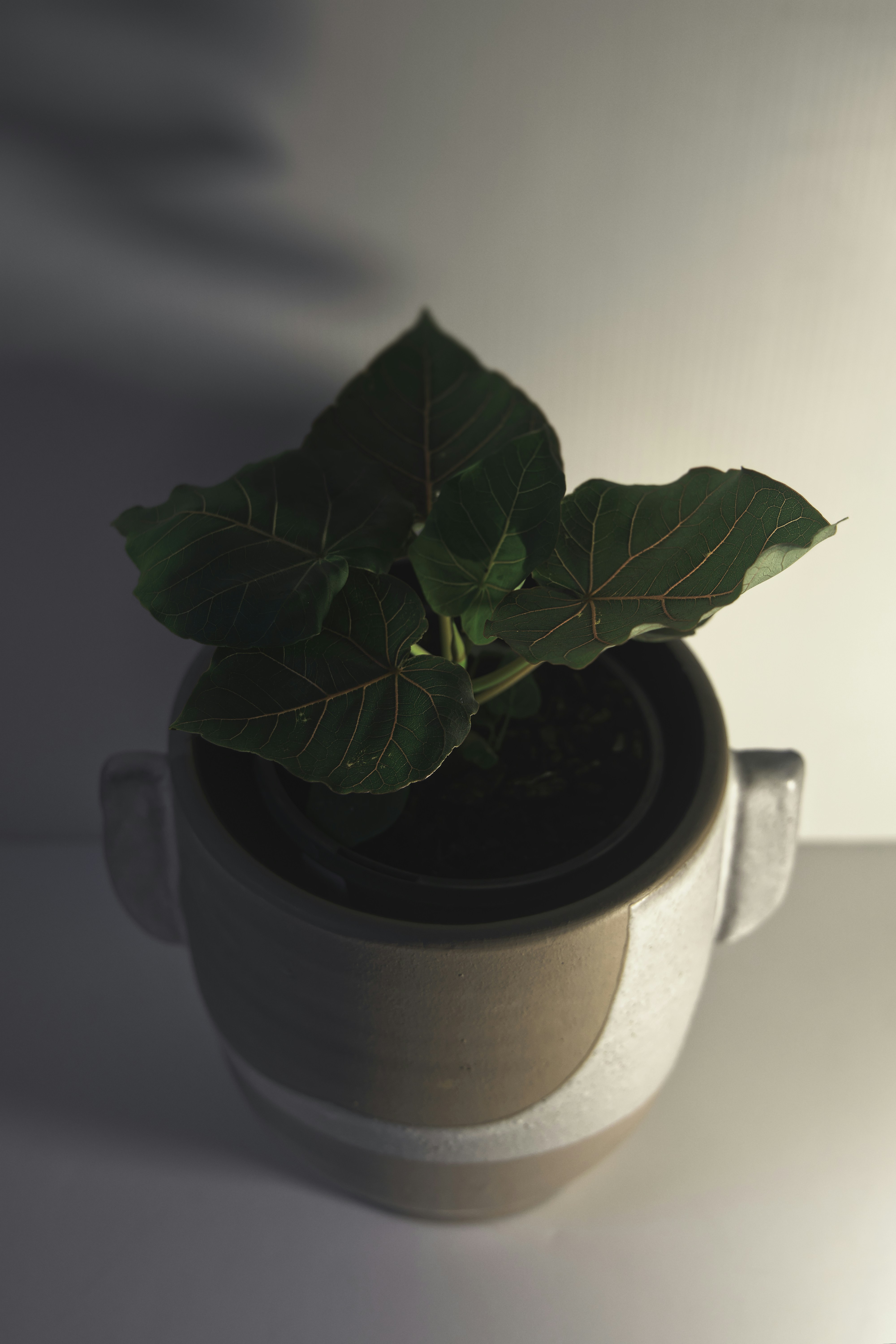 Whispered Leaves in a Minimal Ceramic Vessel