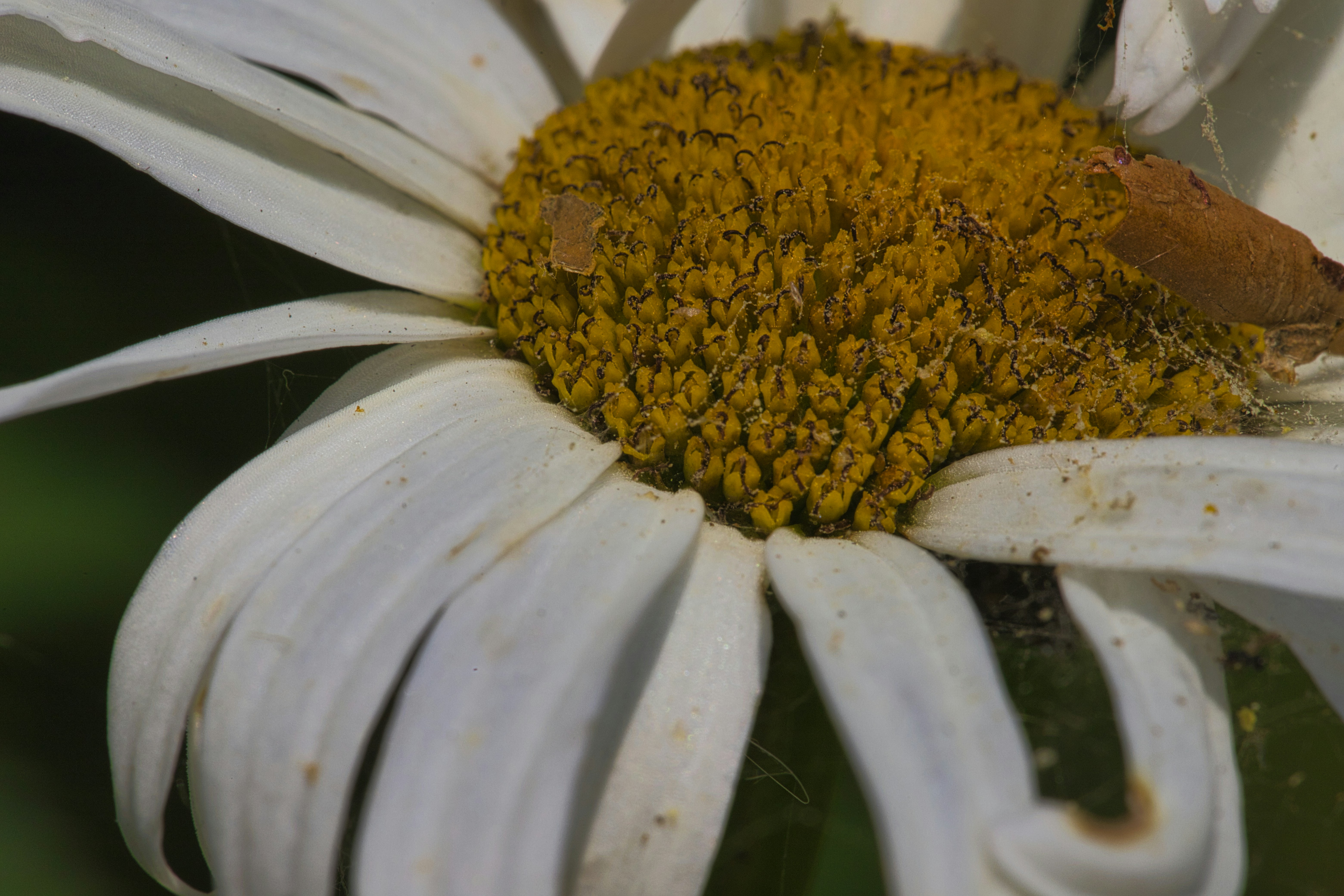 Close-up of a worn white daisy with a textured golden center