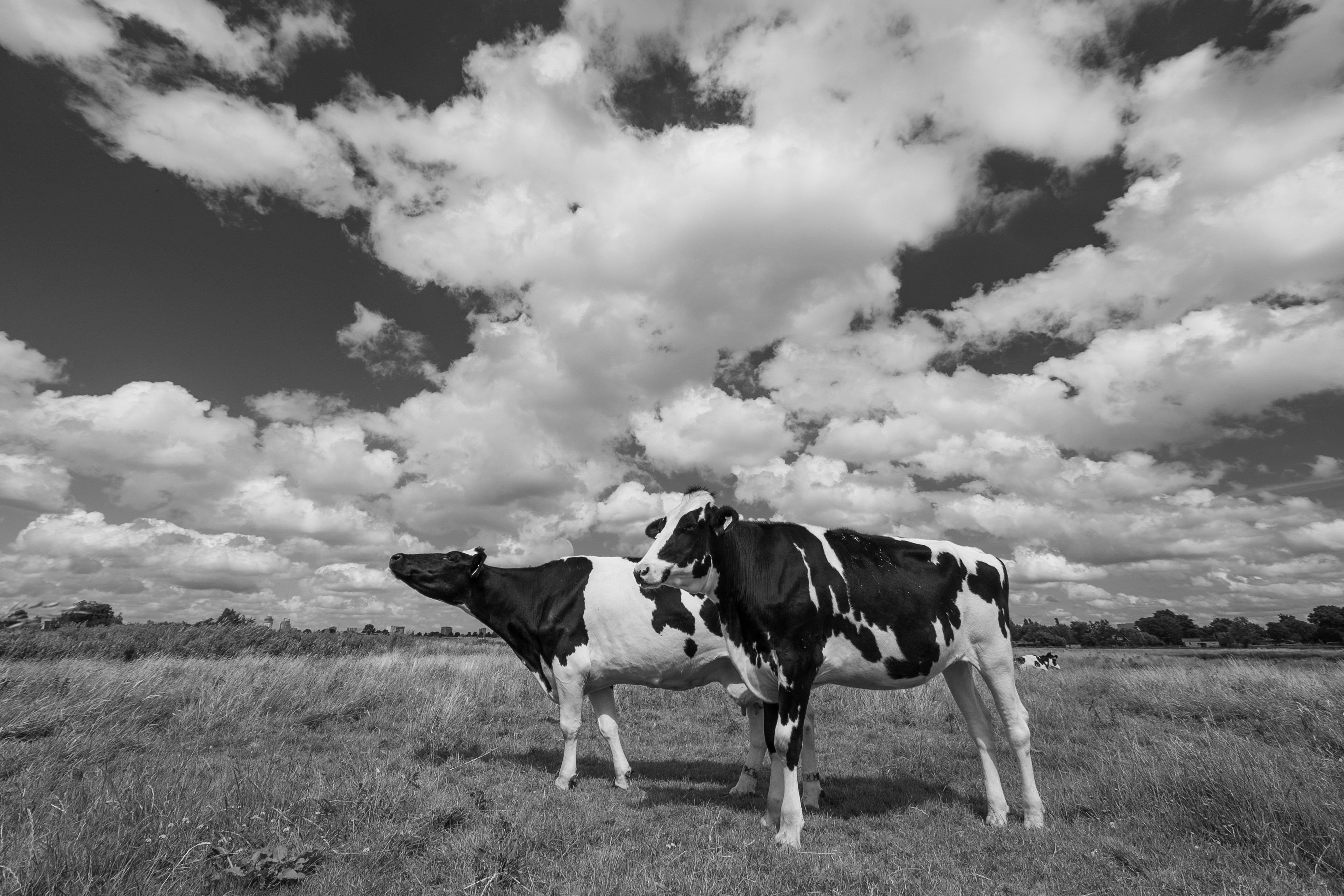 Two black and white cows grazing in a lush field under a dramatic cloud-filled sky, showcasing the tranquility of rural life.
