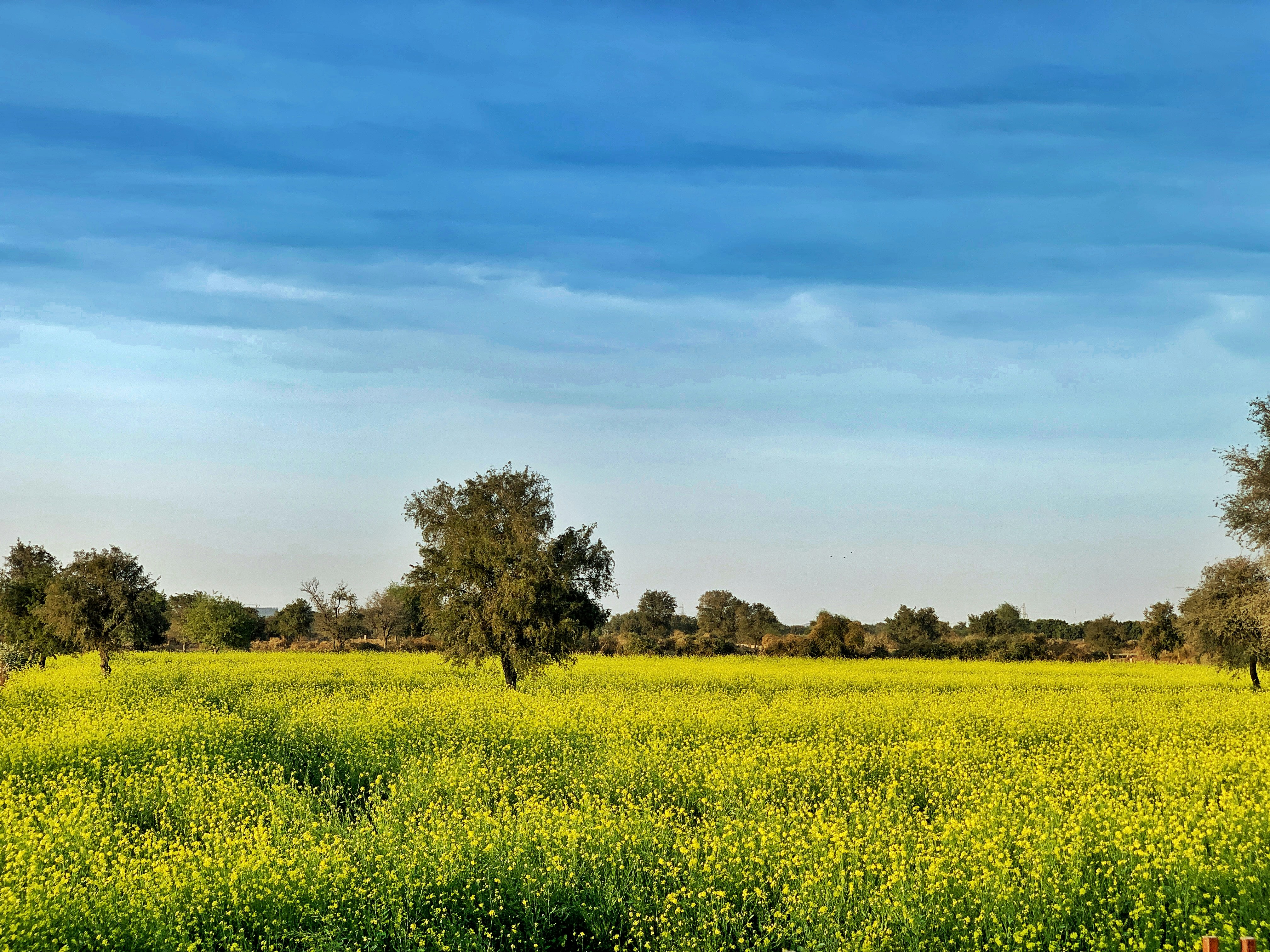 Green grass field with trees under blue sky during daytime photo – Free ...