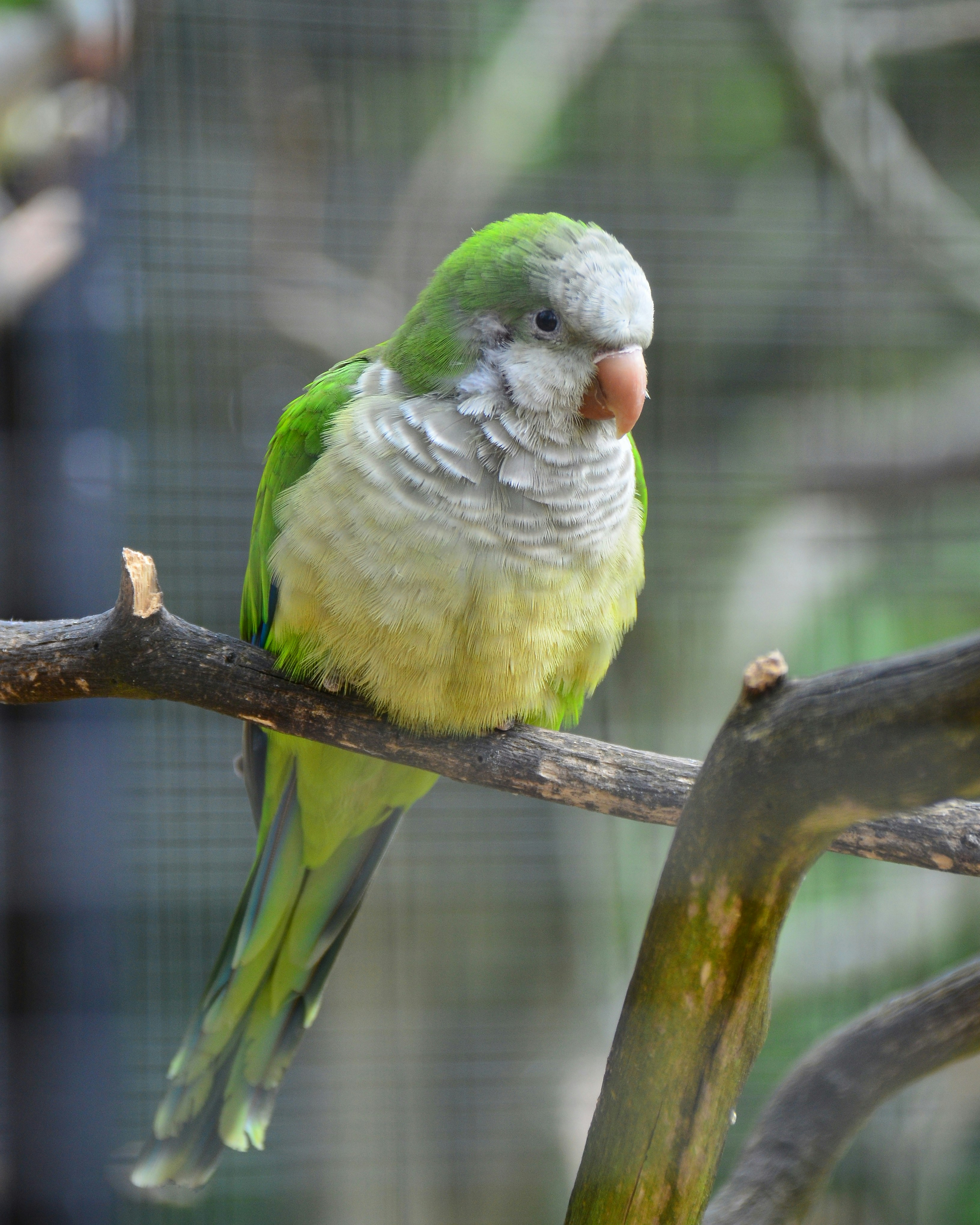 A green and white bird sitting on a tree branch photo – Free Bird Image ...