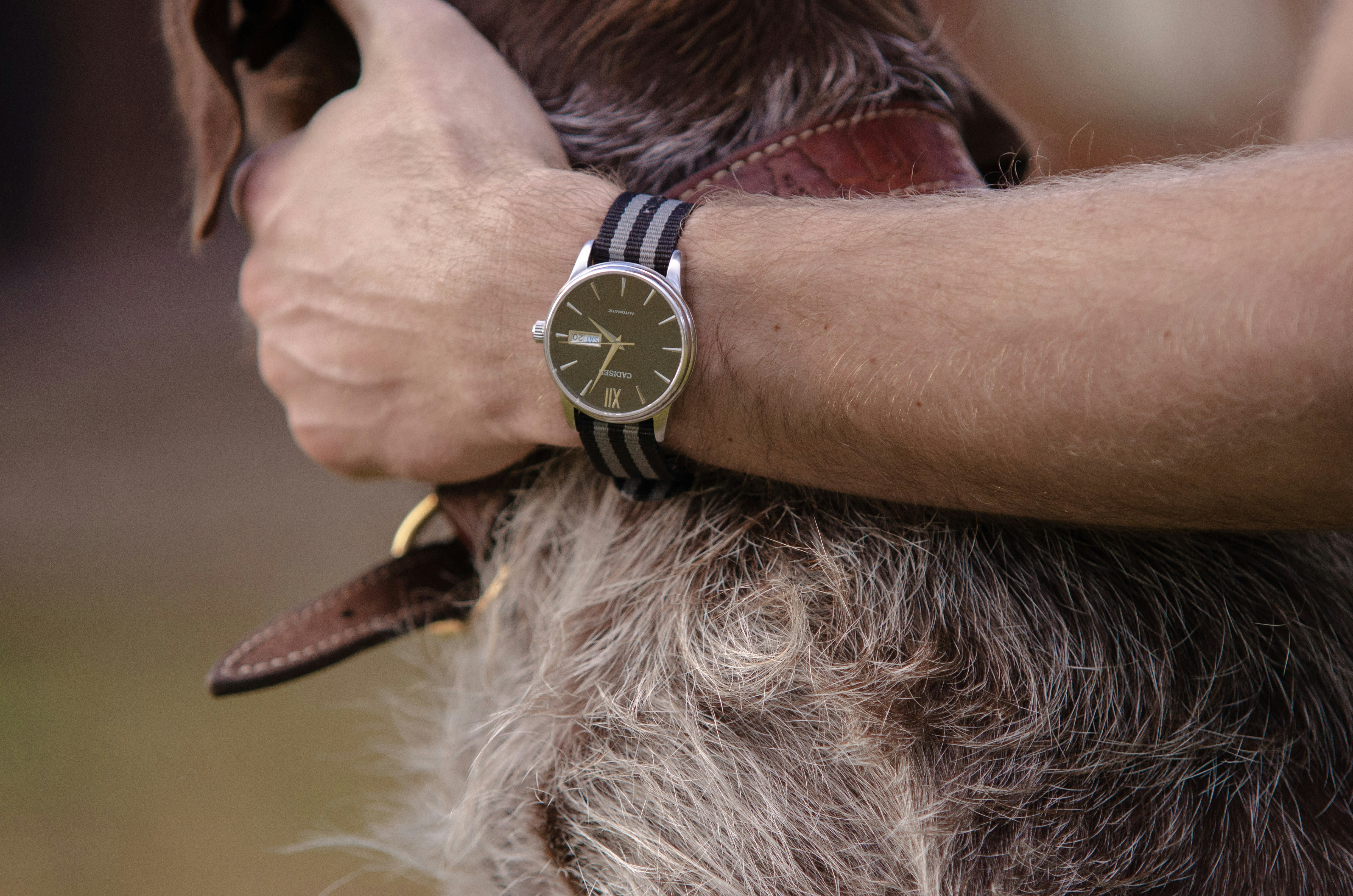 A man's hand gently holds a dog's collar, showcasing a stylish watch on his wrist. The bond between them is palpable.