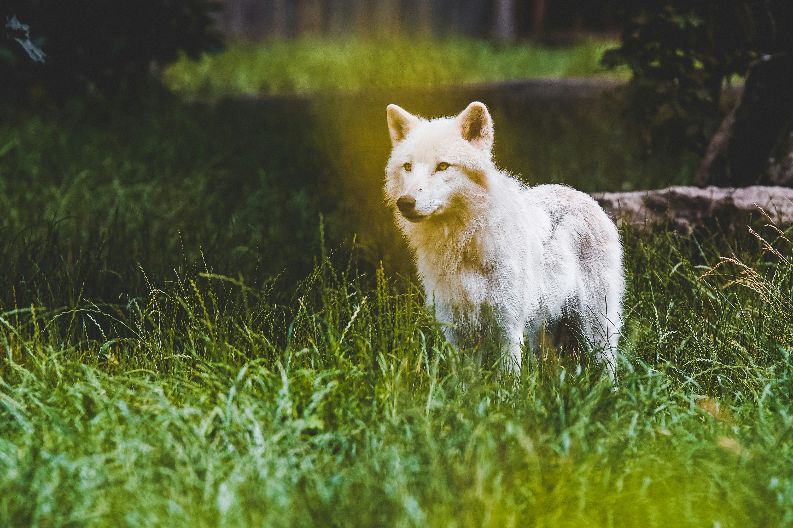 White Wolf Pictures | Download Free Images on Unsplash