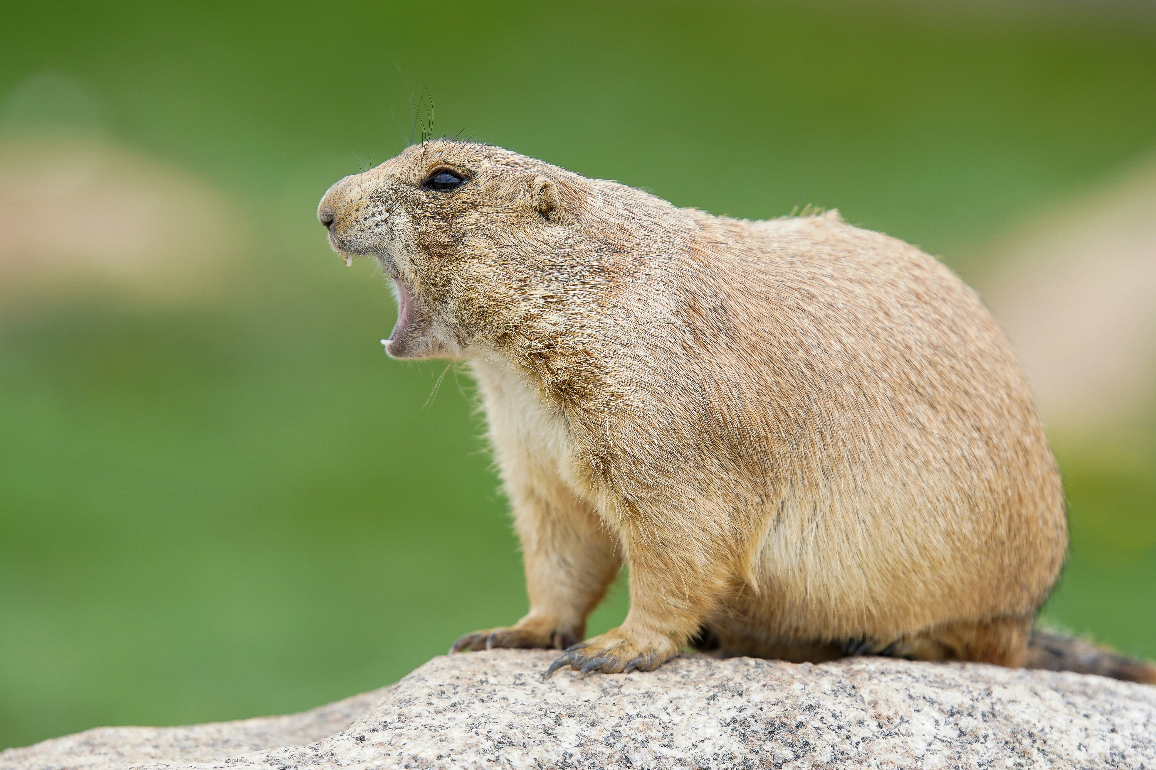 A prairie dog vocalizing atop a rock, showcasing its alertness in a natural habitat. The vibrant green background emphasizes its fur texture.