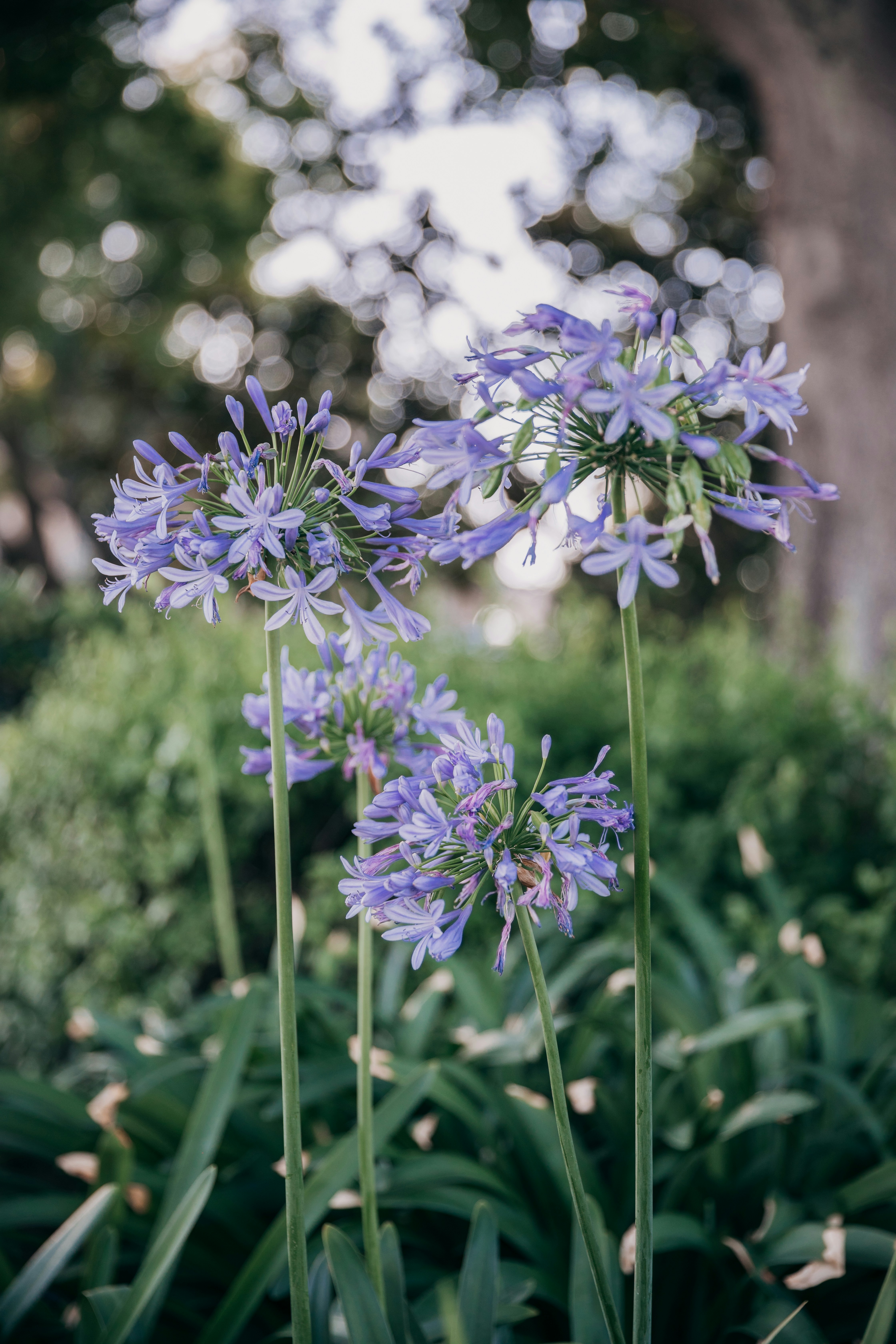 Agapanthus Pictures | Download Free Images on Unsplash